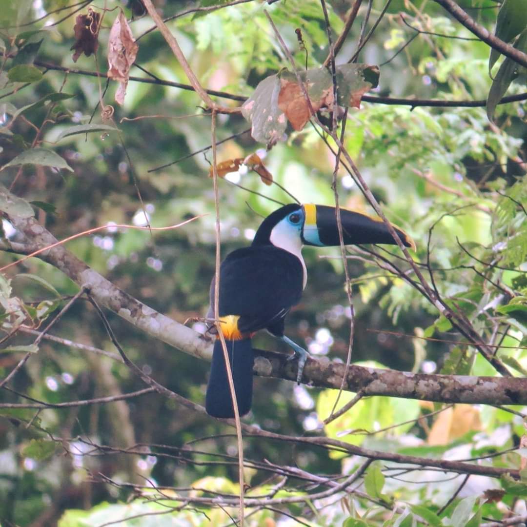 White-throated Toucan; Ramphastos tucanus; Verde Sumaco, Ecuador | Scrolller