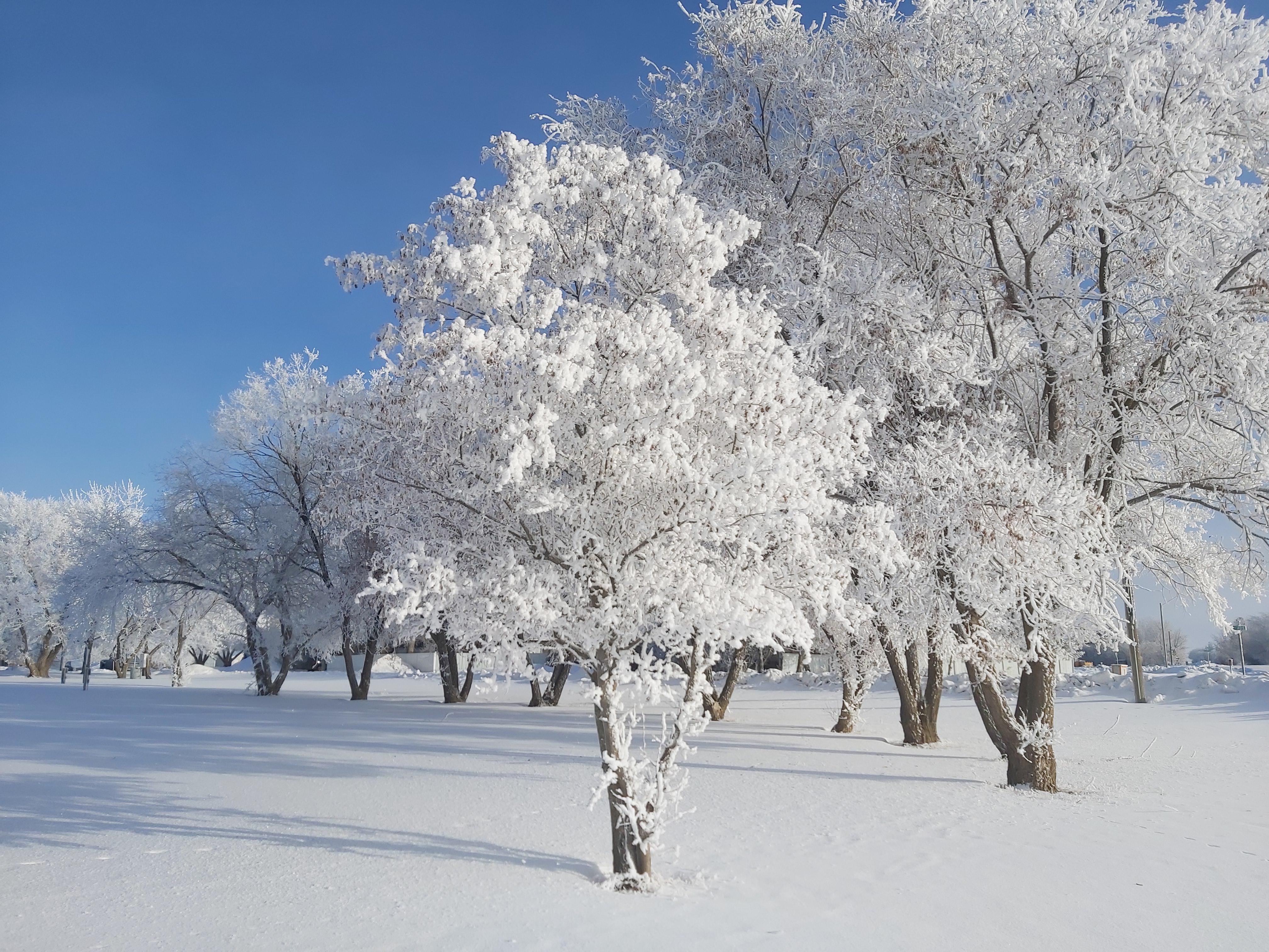 White trees | Scrolller
