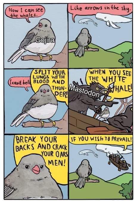 White whale | Scrolller