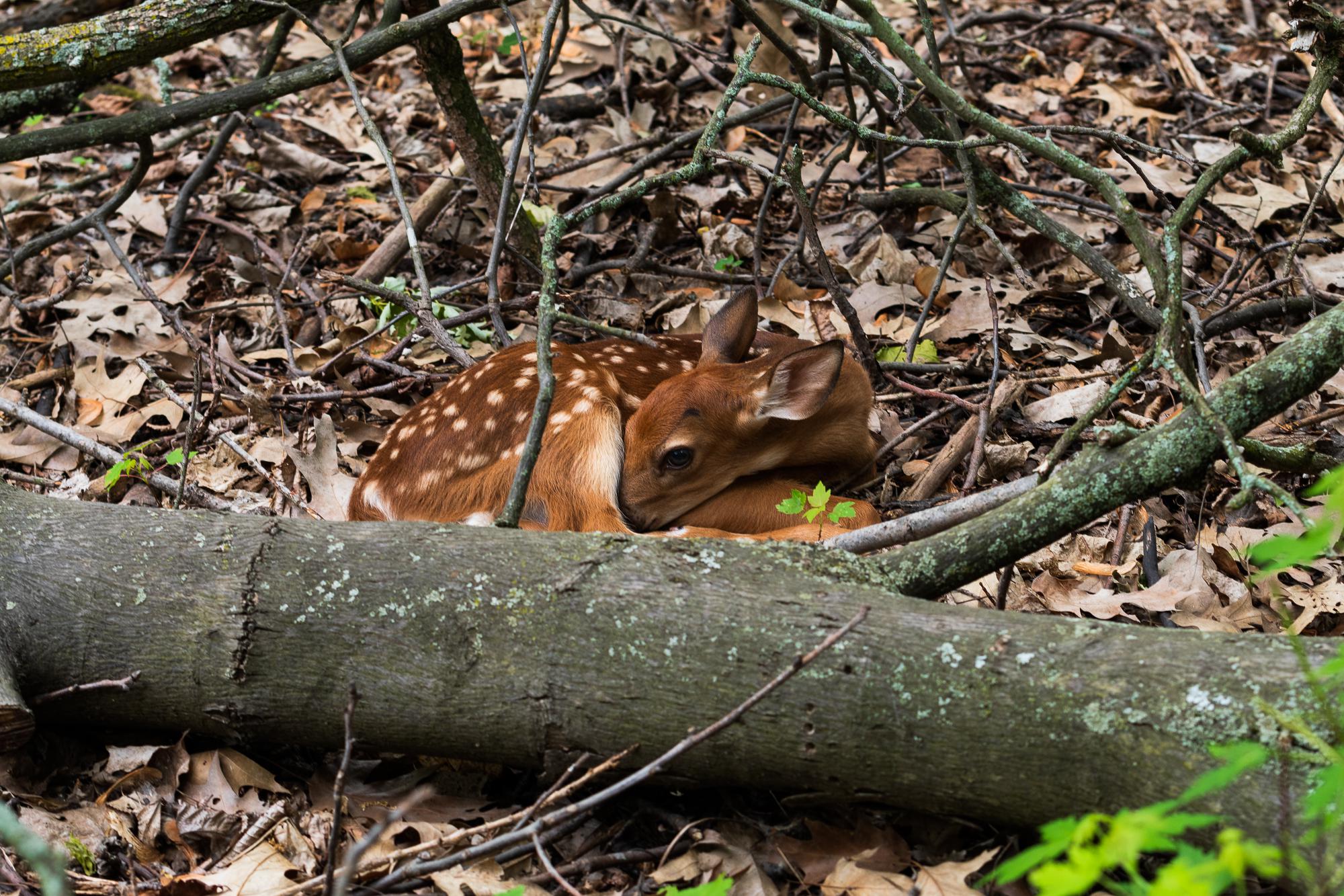 Whitetail fawn [OC] | Scrolller