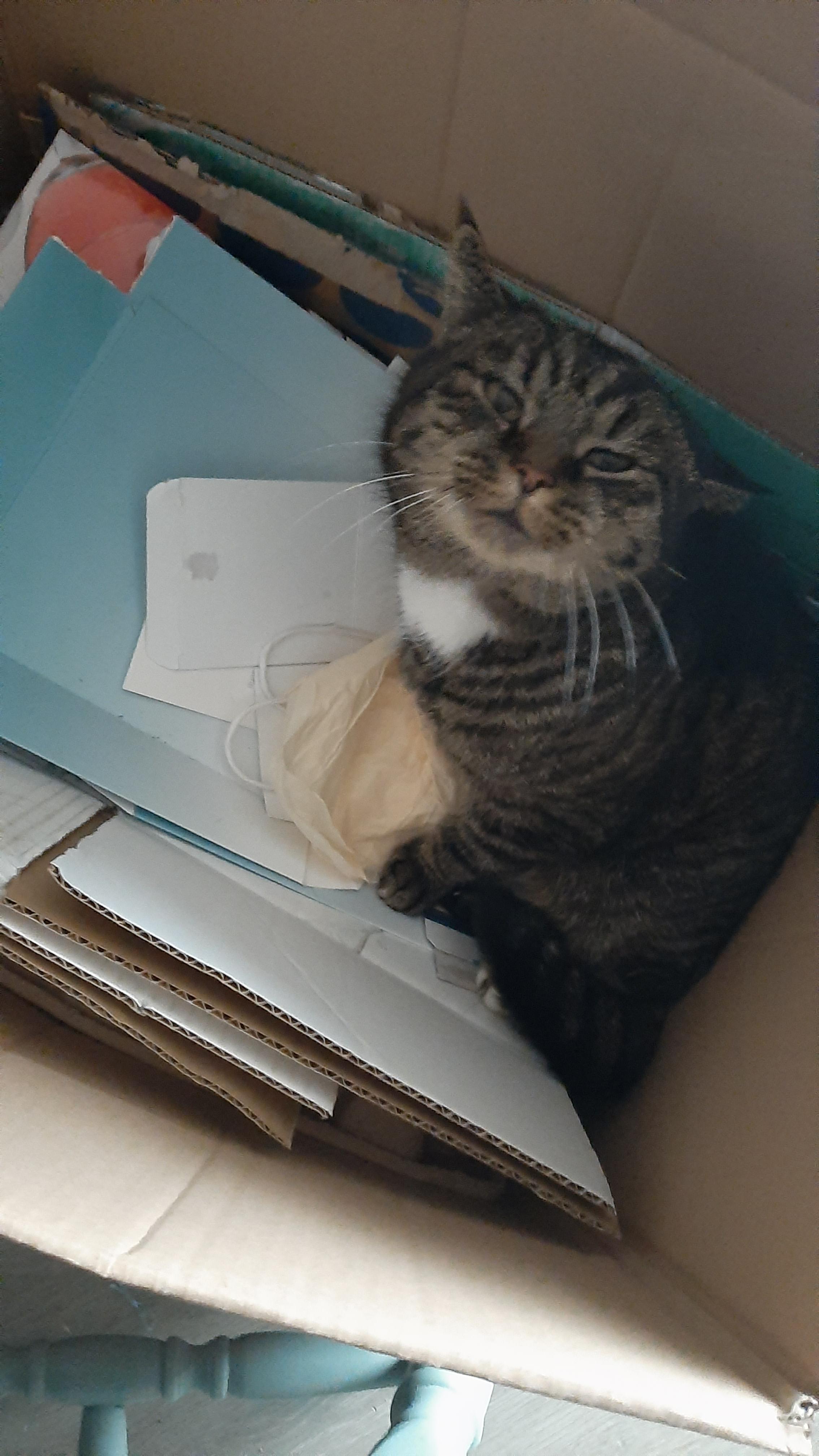 Who dares disturb the wise cat of the box? | Scrolller