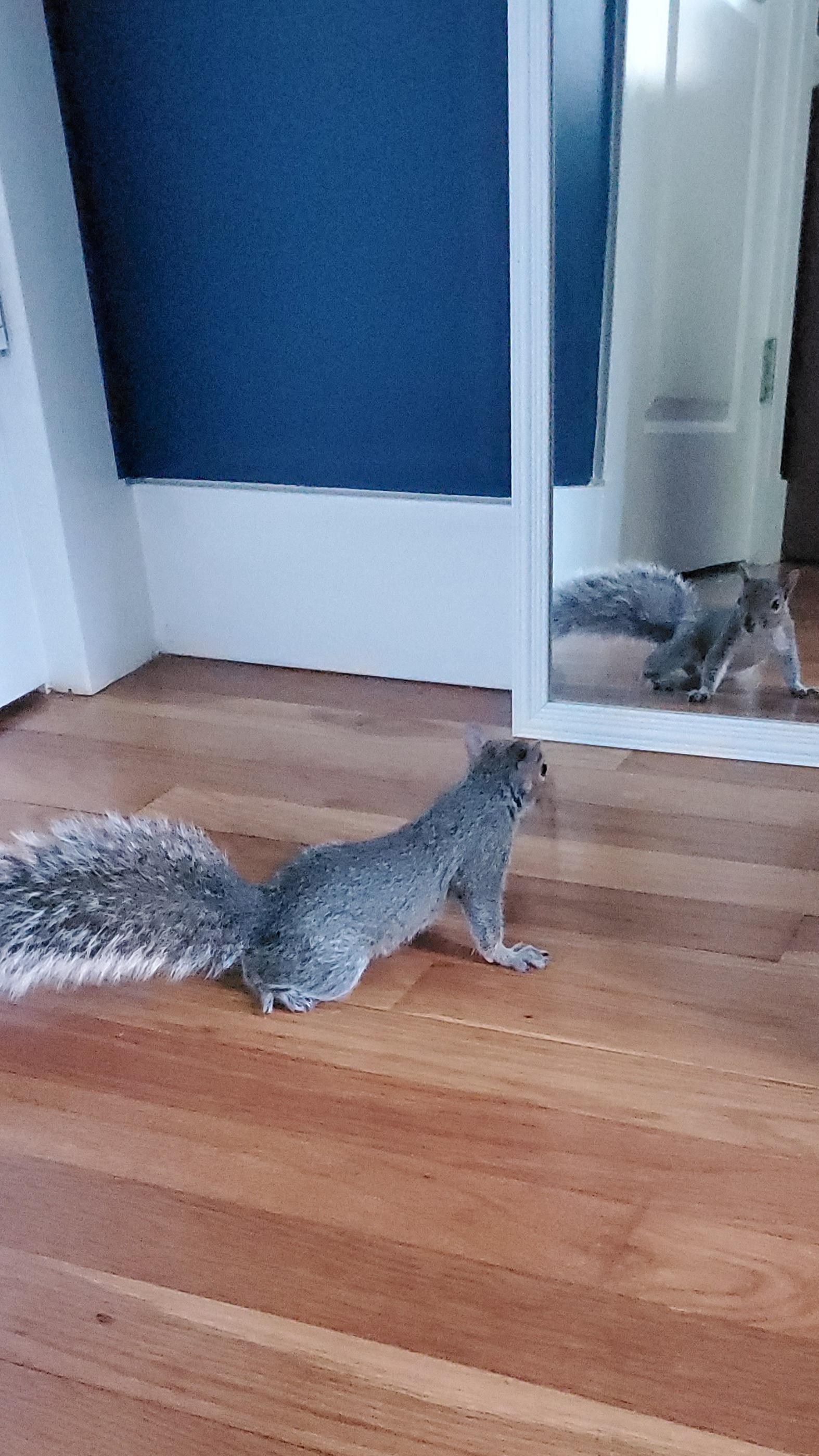 Who dat? | Scrolller