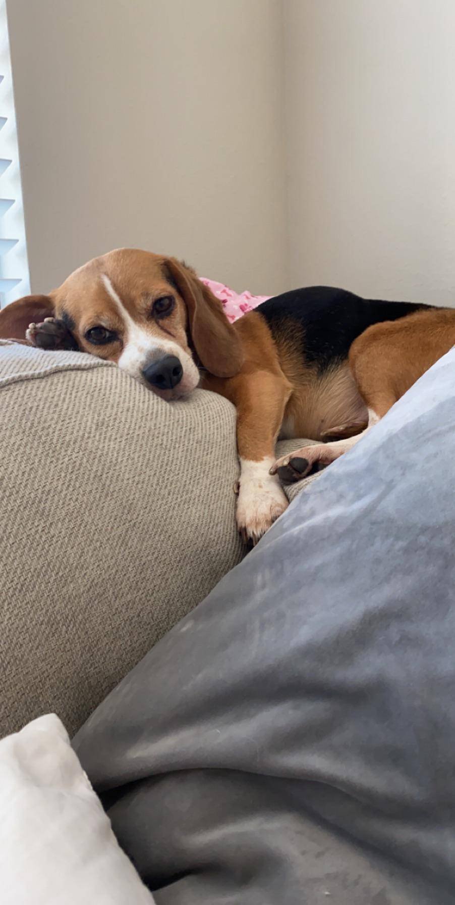 who else’s beagle is secretly a cat? | Scrolller
