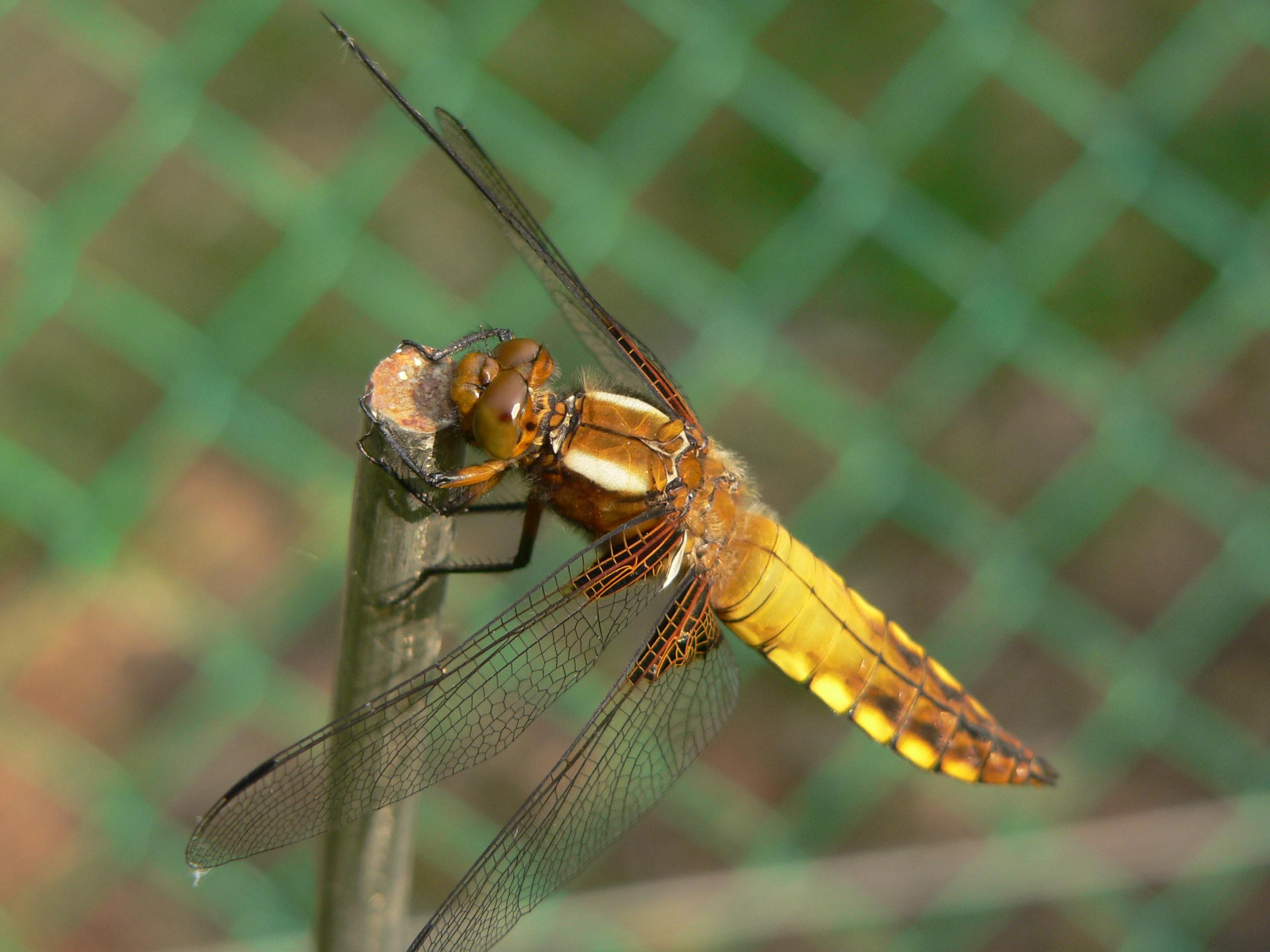 Who likes dragonflies? | Scrolller