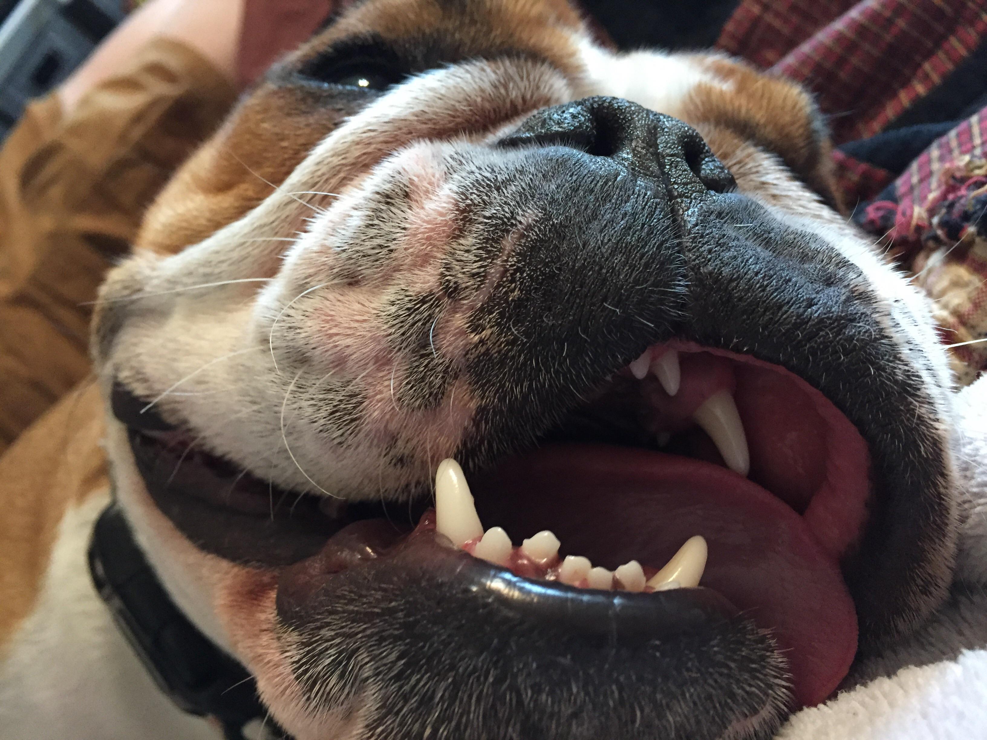 Who loves a belly rub? | Scrolller