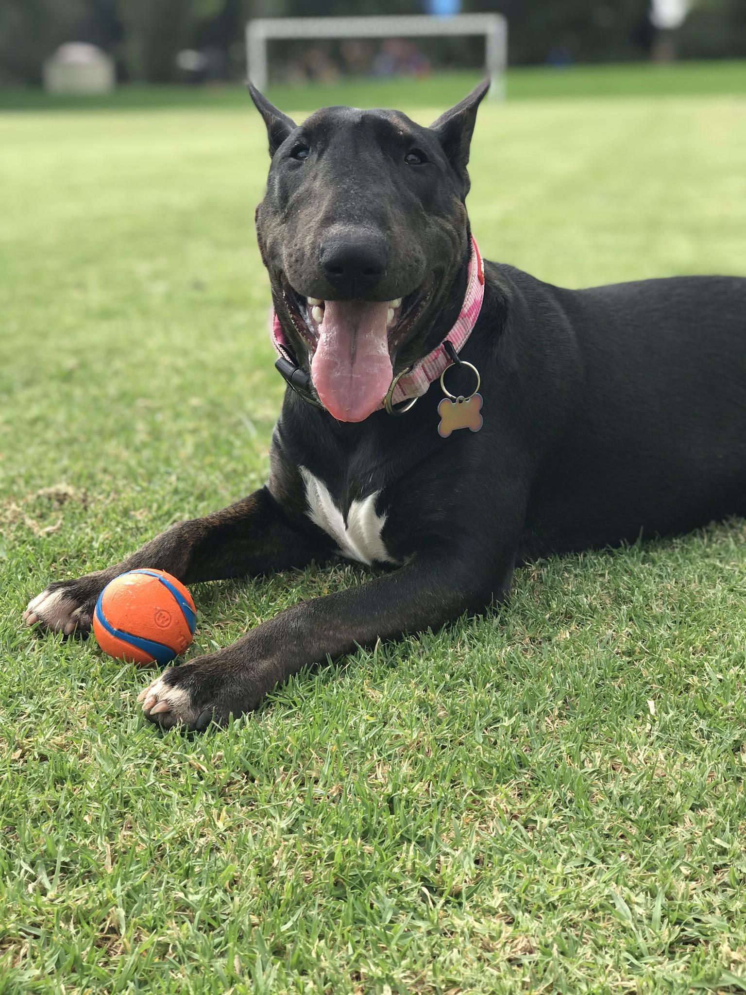 Who’s a pretty bully? | Scrolller