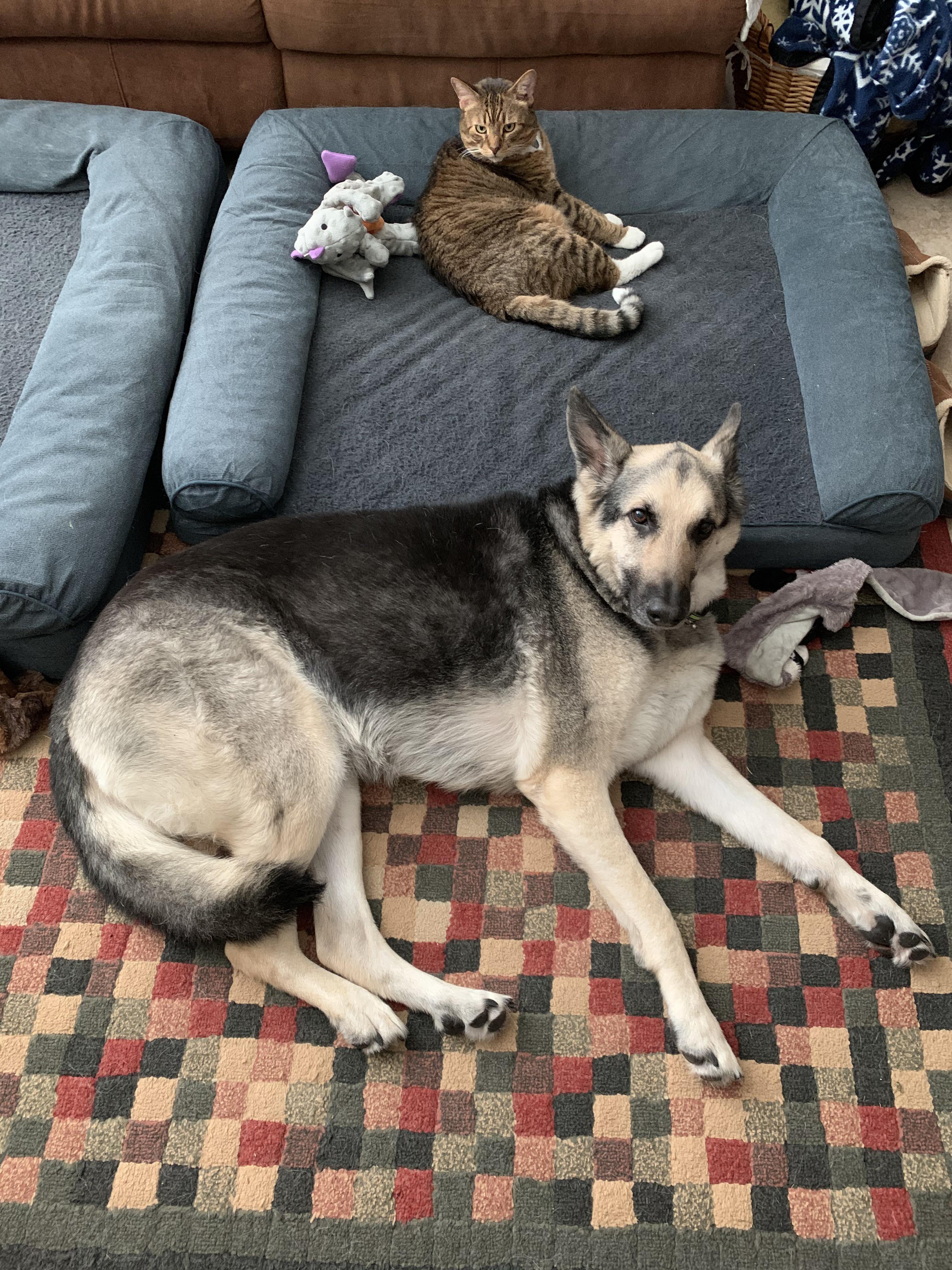 Who wins - 100# GSD or 20# Tabby? | Scrolller