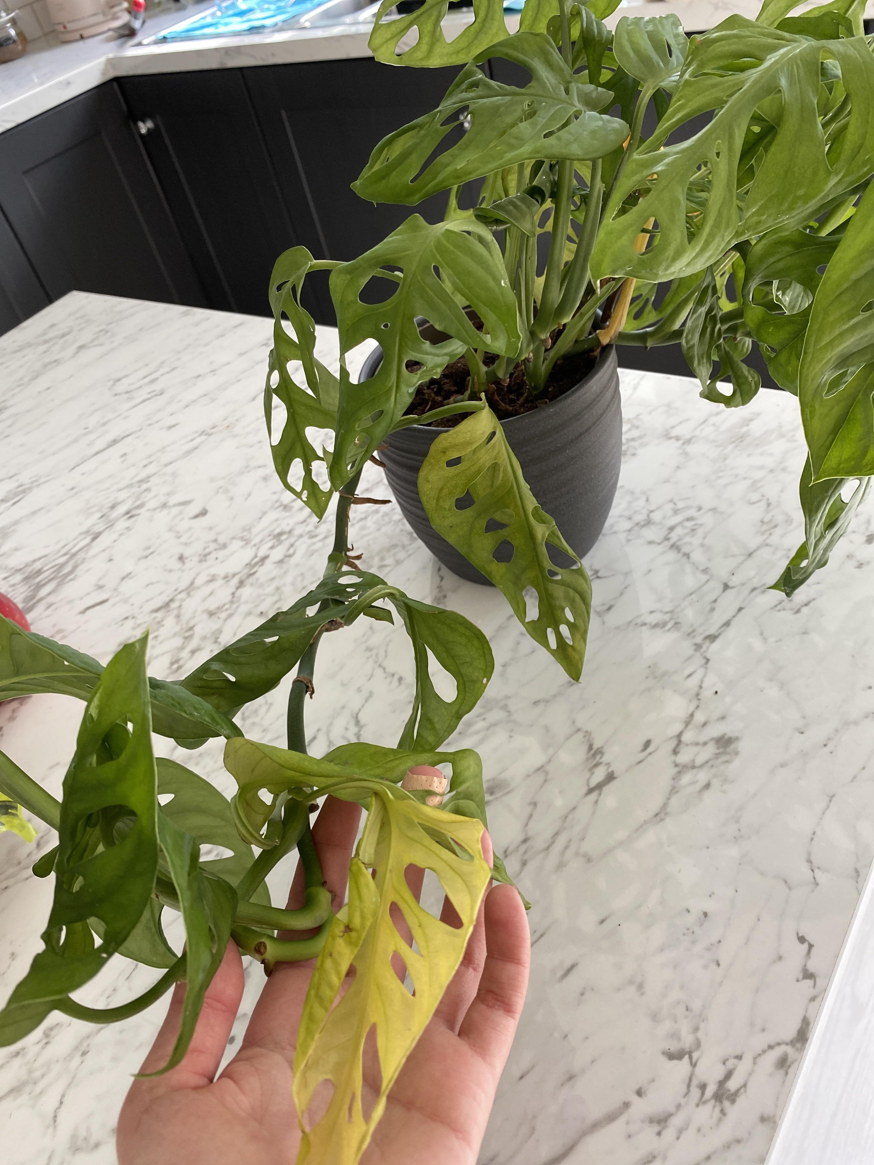 Why are my monstera adansonii leaves turning yellow? I don’t think it’s overwatering. Any ideas ...