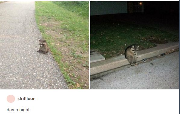 Why do I relate so hard to this fucking raccoon | Scrolller