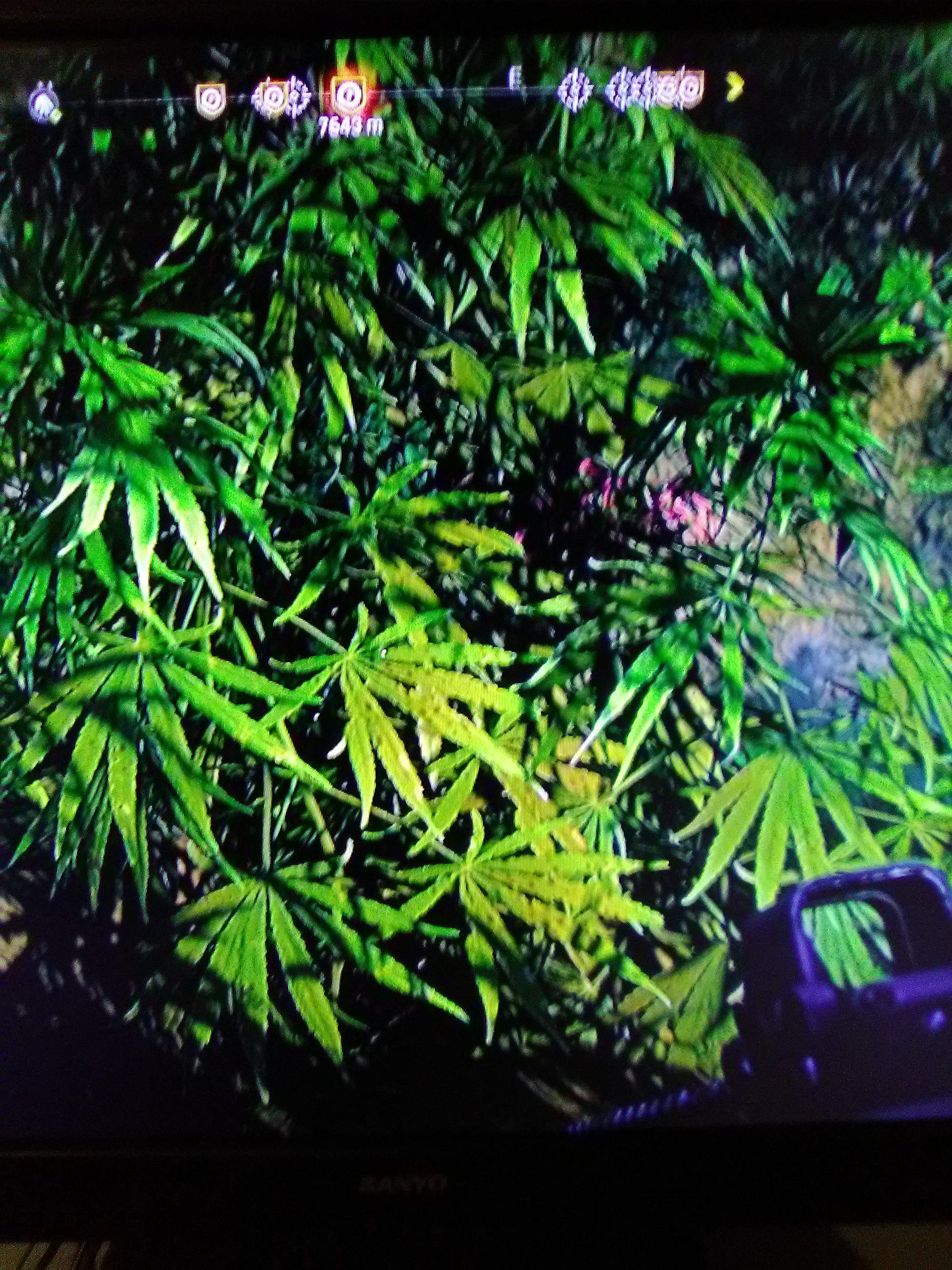 Why everyone wants to rule the swamps | Scrolller