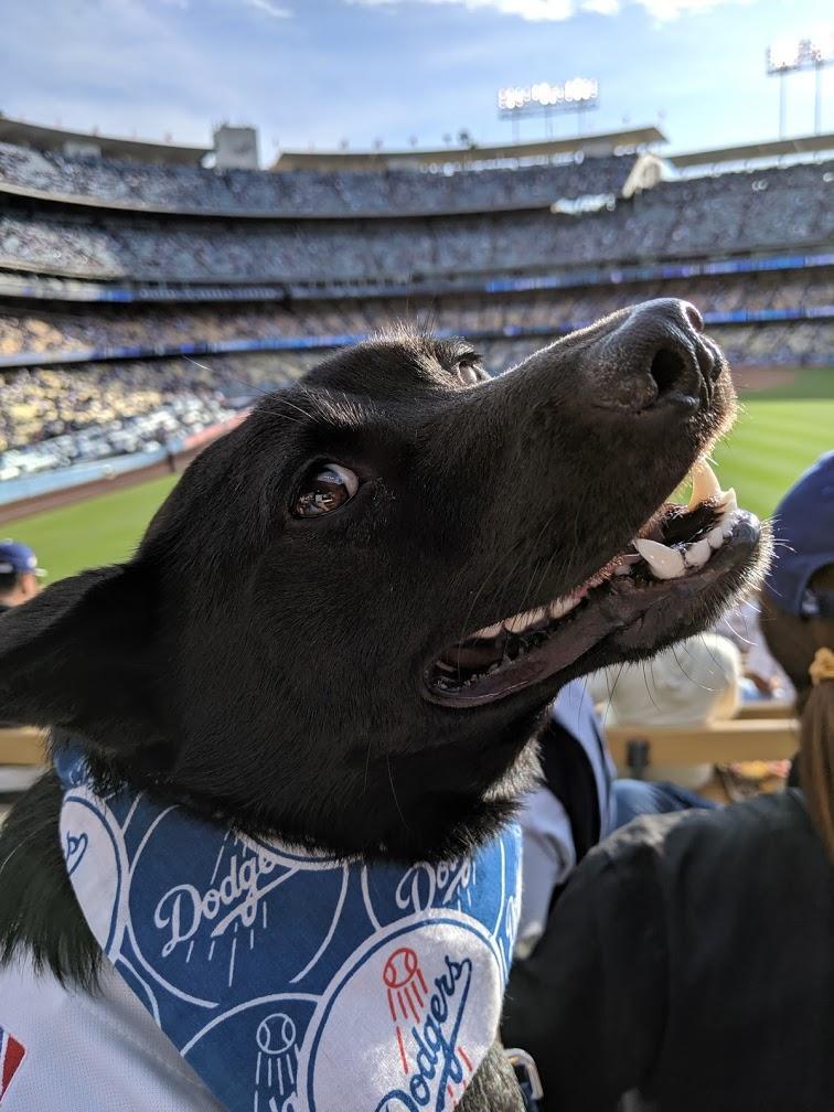 why is this dog park SO LOUD | Scrolller