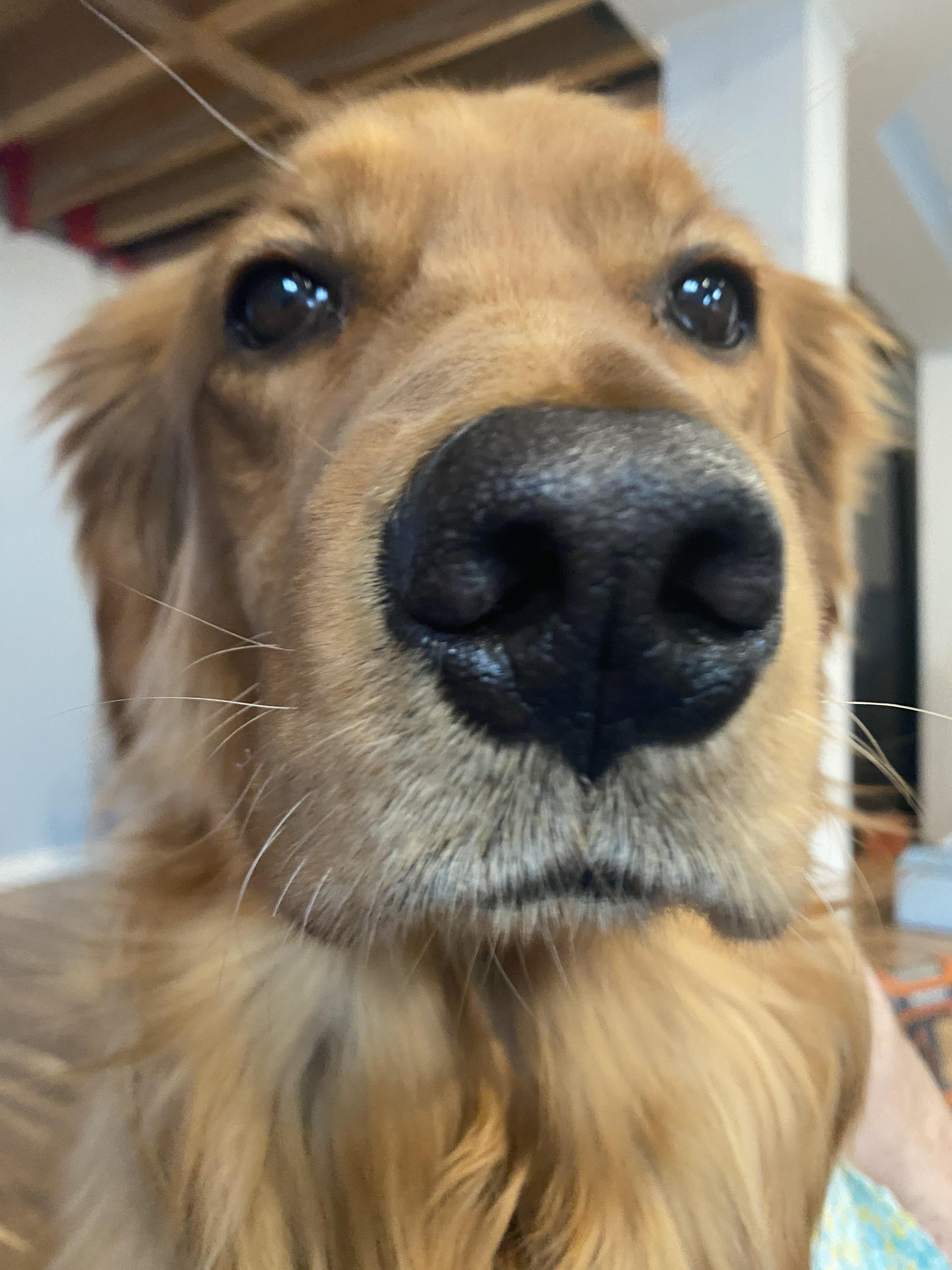 Why so serious doggo? it is time for boops! | Scrolller