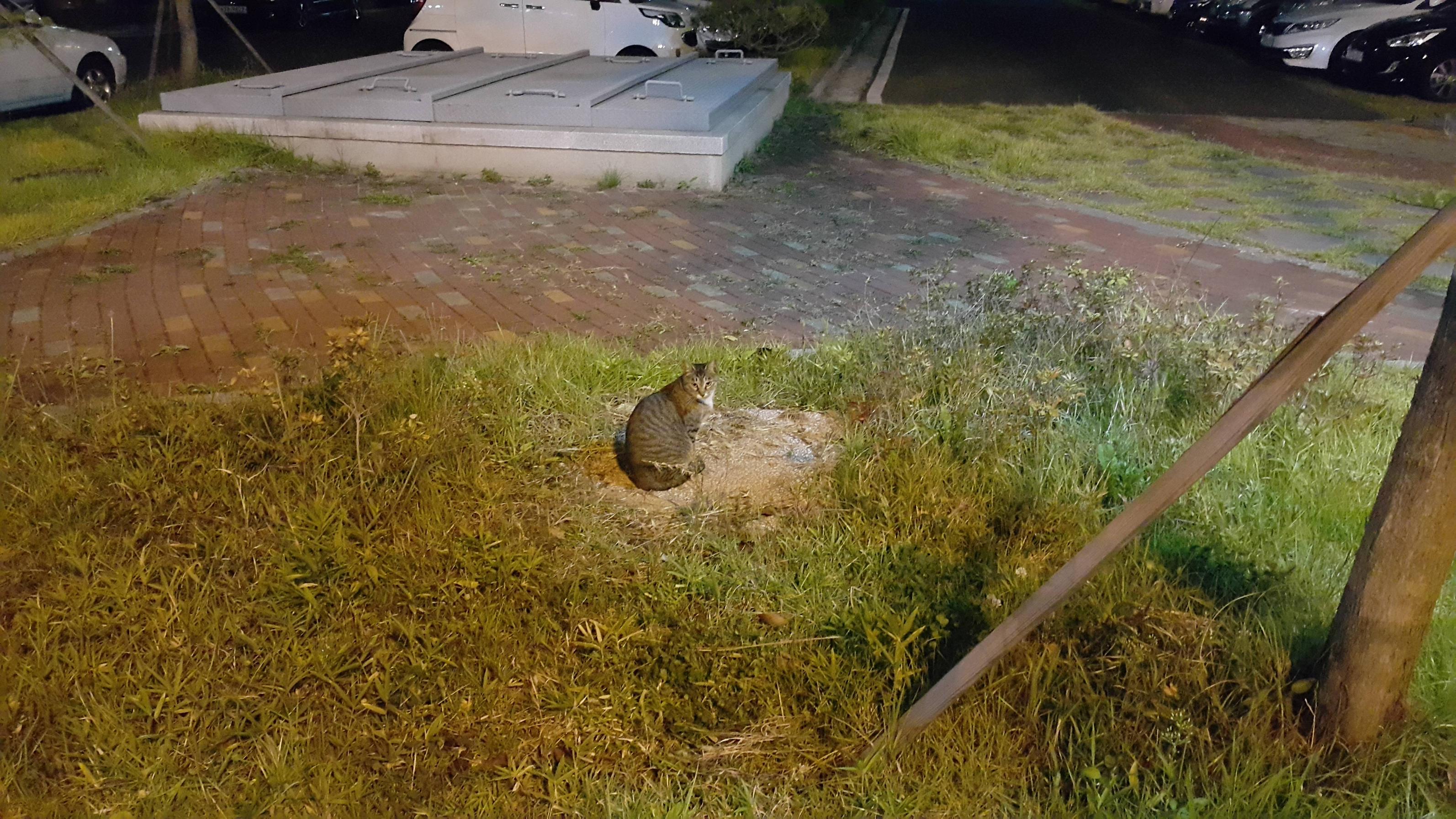 Wild CatCircle in its natural environment | Scrolller