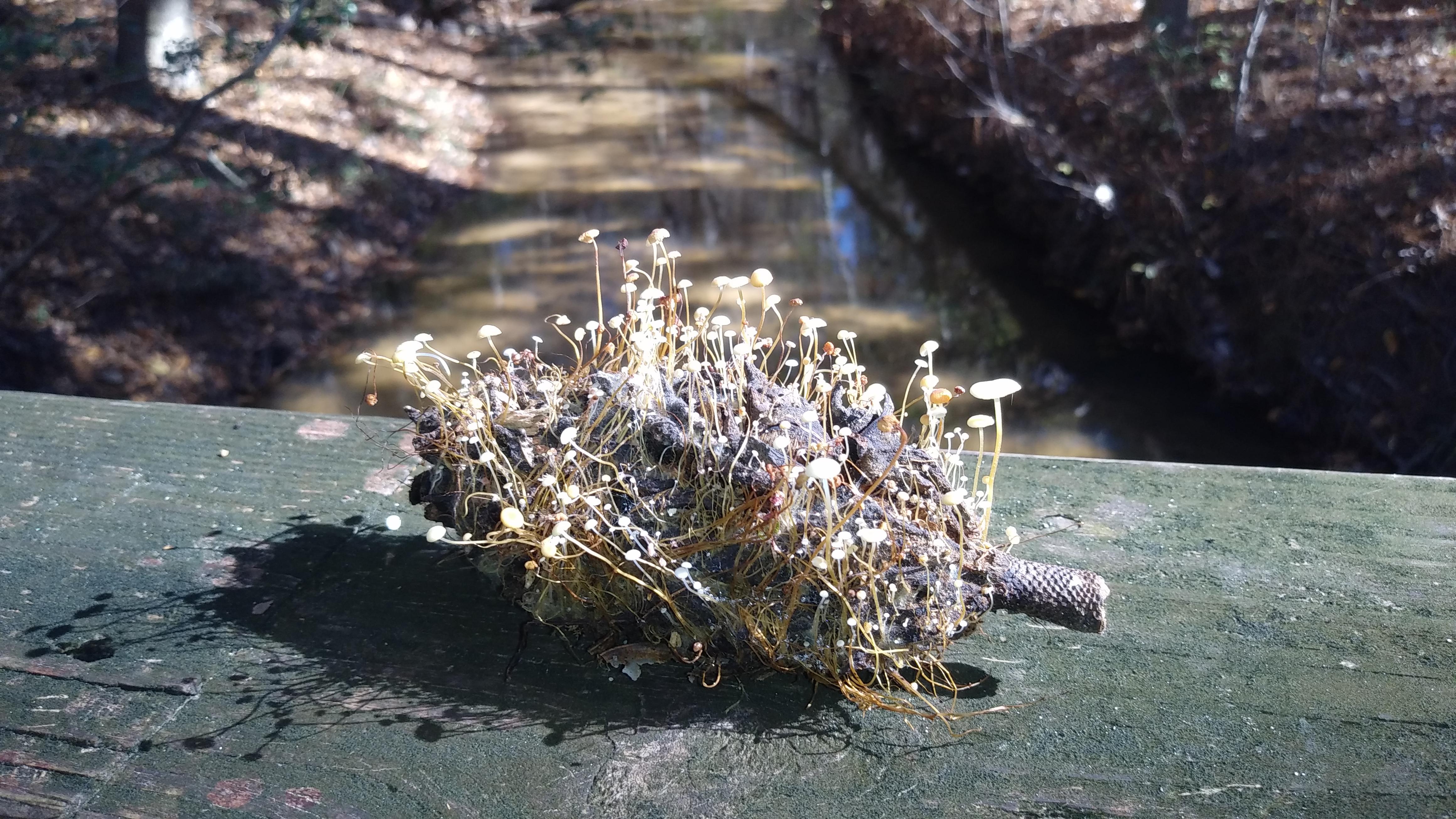 Wild texas mushrooms took over this pinecone | Scrolller