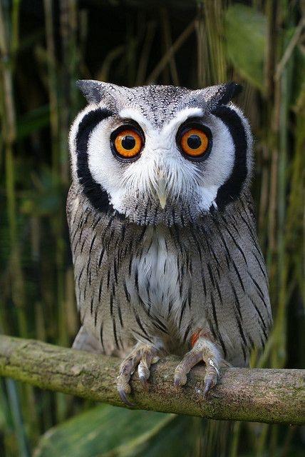 Wildlife white faced owl | Scrolller