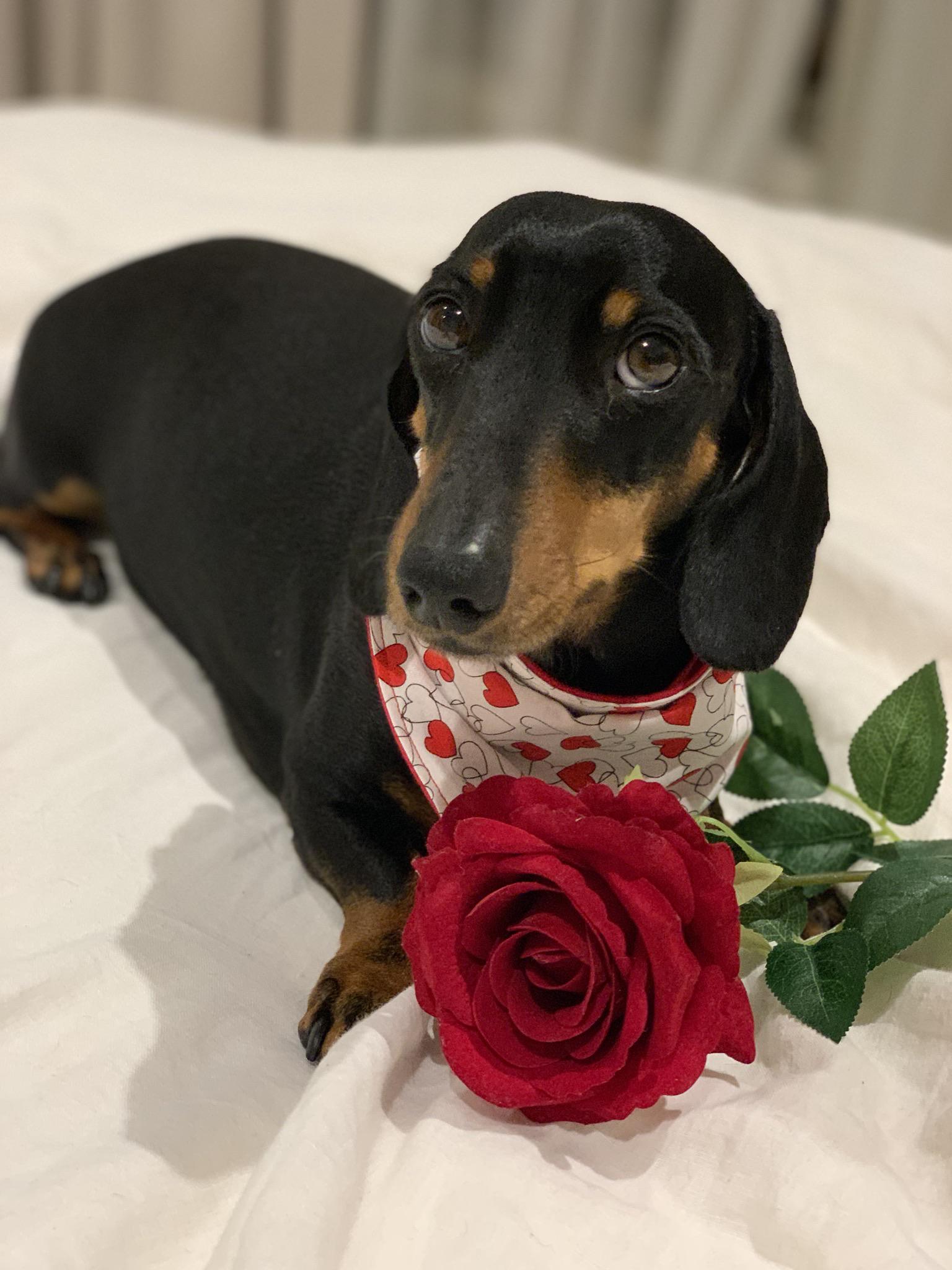 Will you be my Valentine? | Scrolller