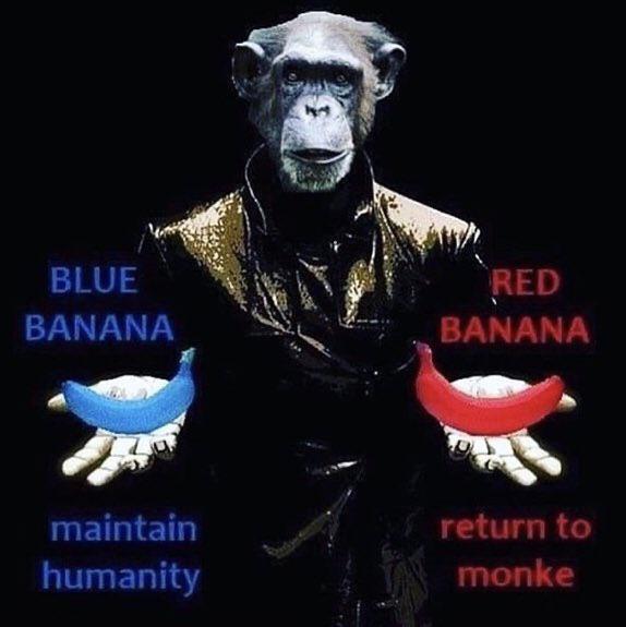 Will you become monke? | Scrolller