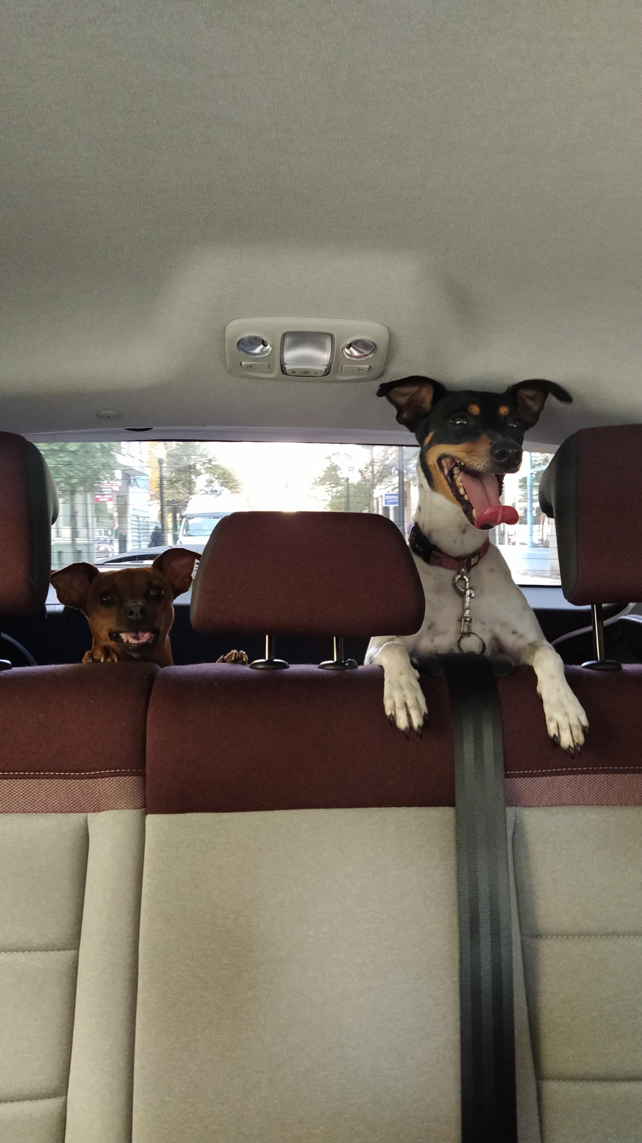 True happiness is a car ride | Scrolller