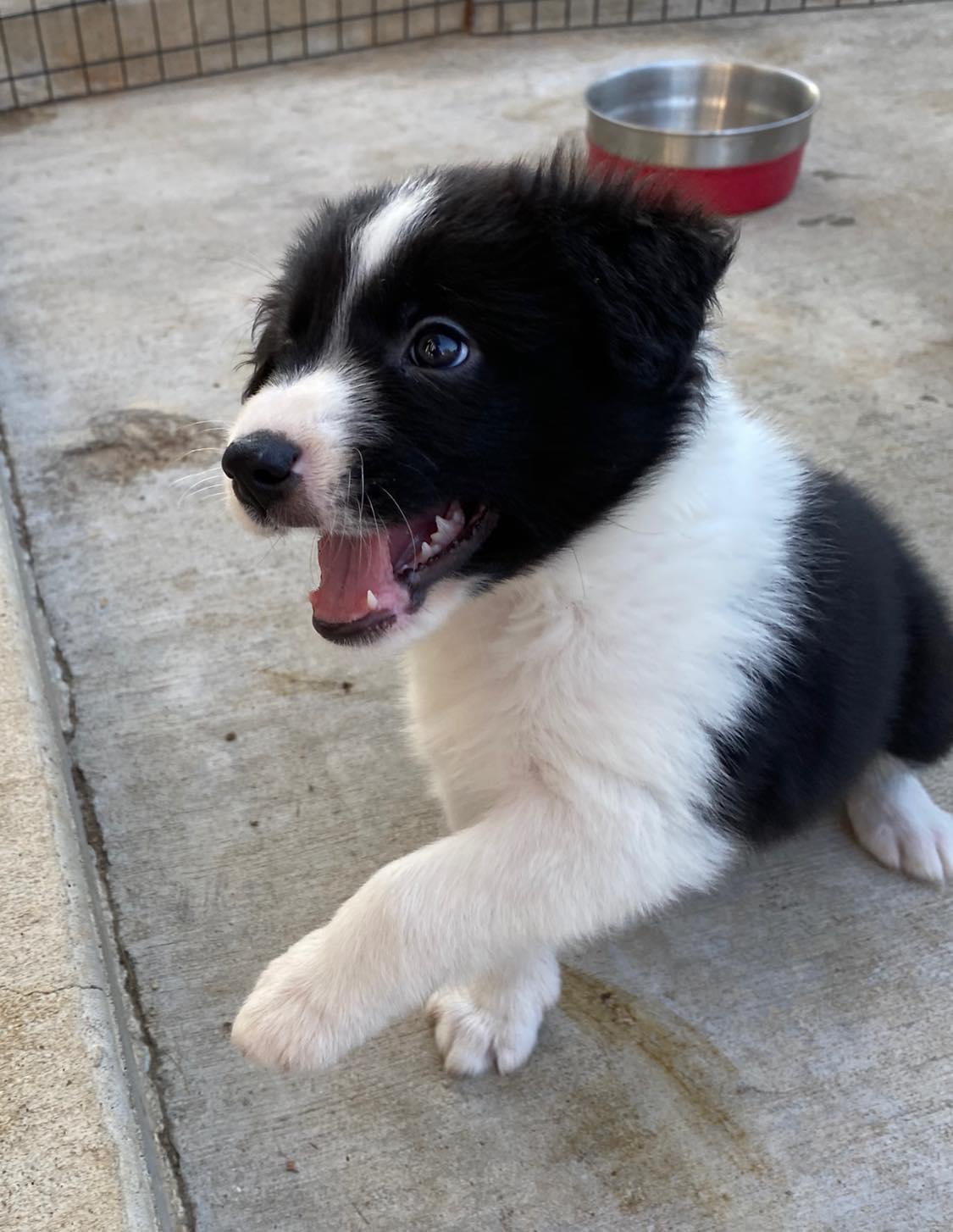 Willow is a very happy pup. | Scrolller