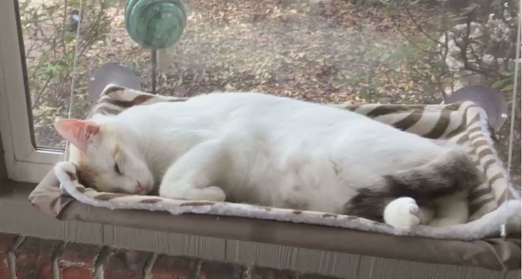 Window box | Scrolller