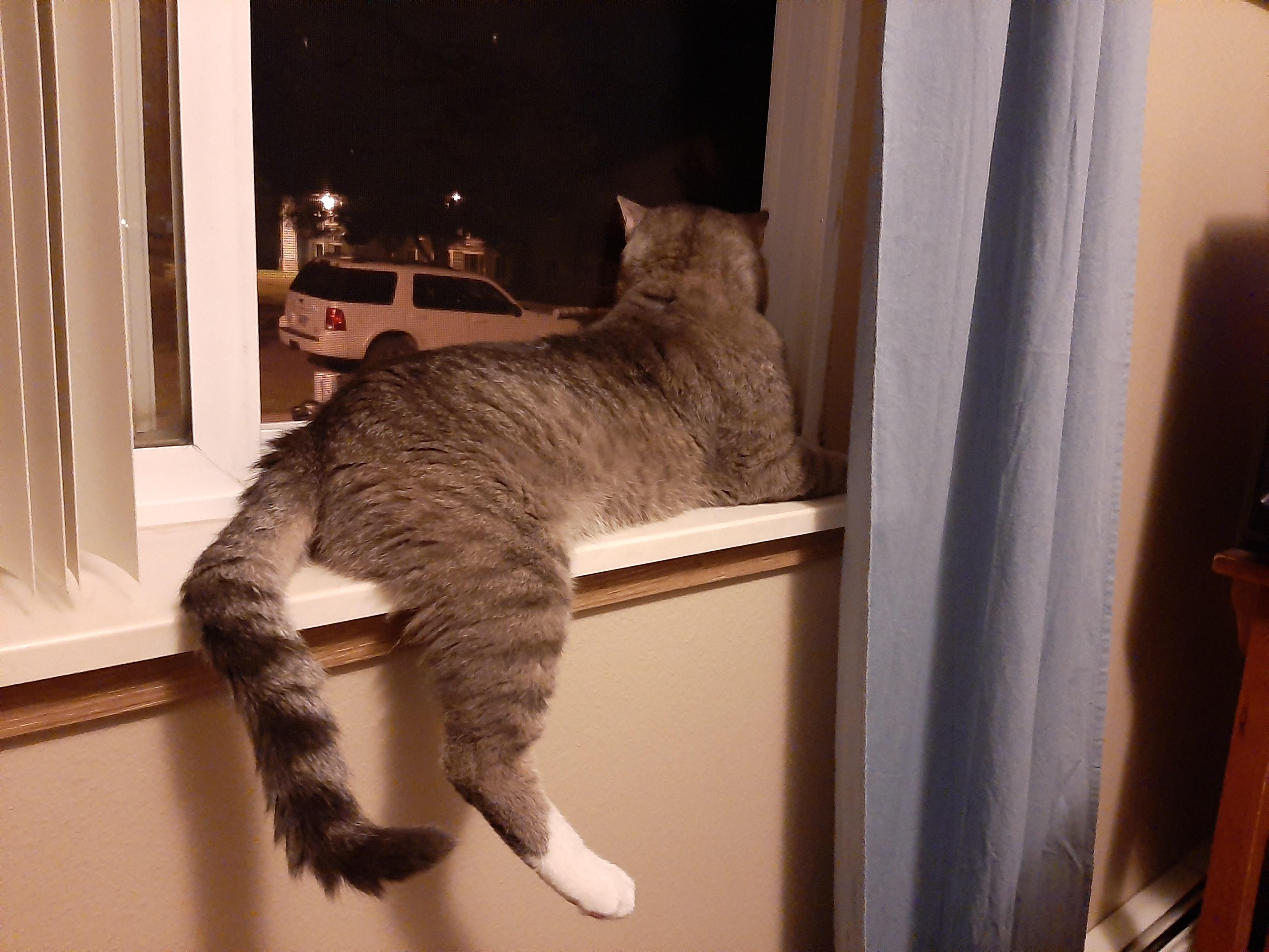 Window sill dangler | Scrolller