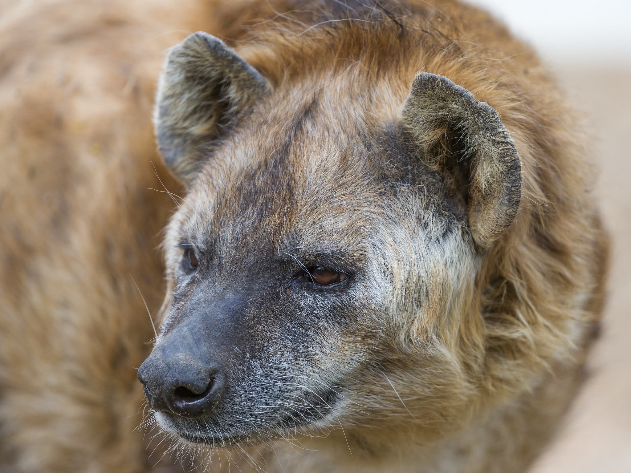 Wise old hyena | Scrolller