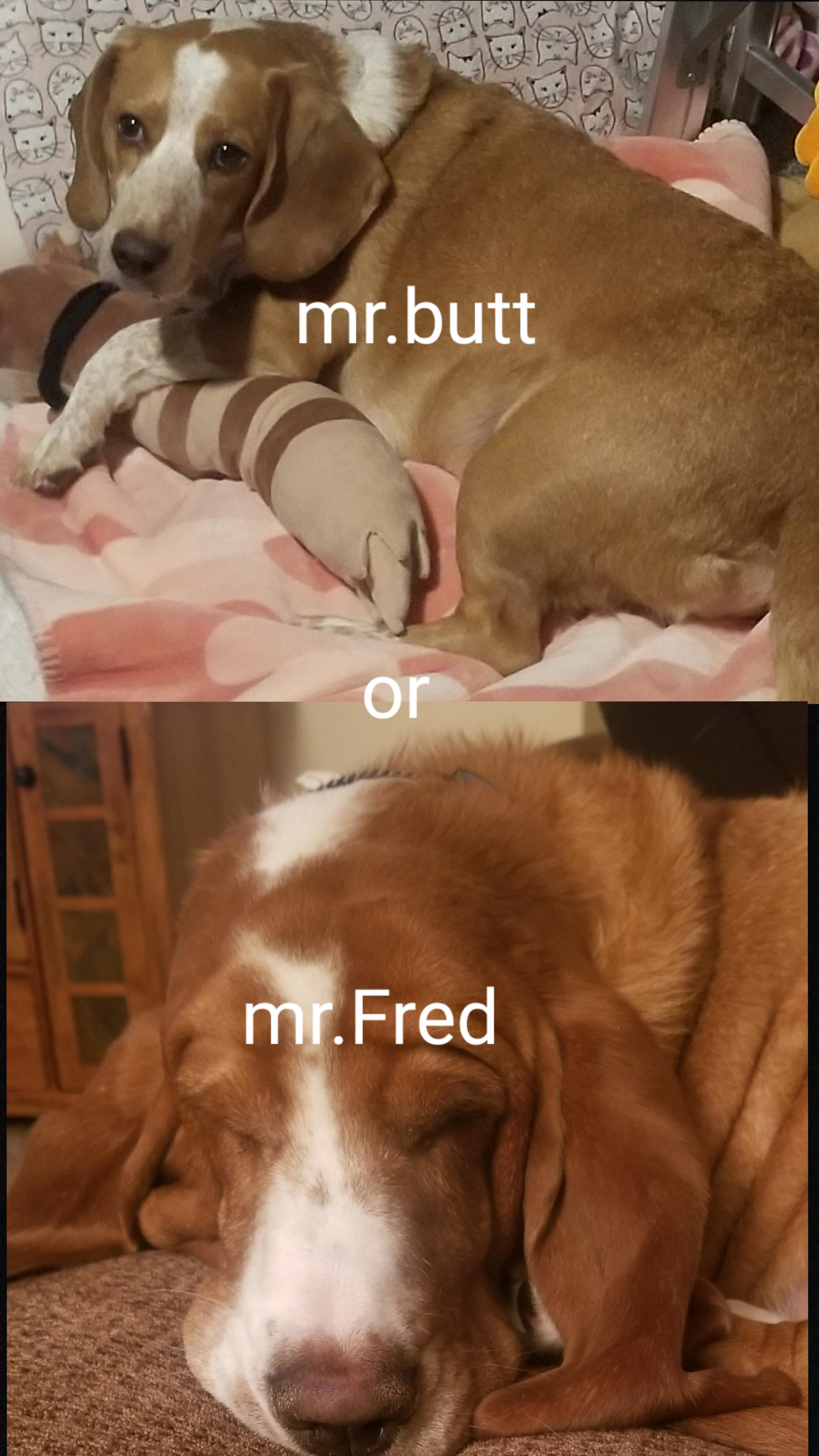 Witch one is cuter mr.butt or mr.fred | Scrolller