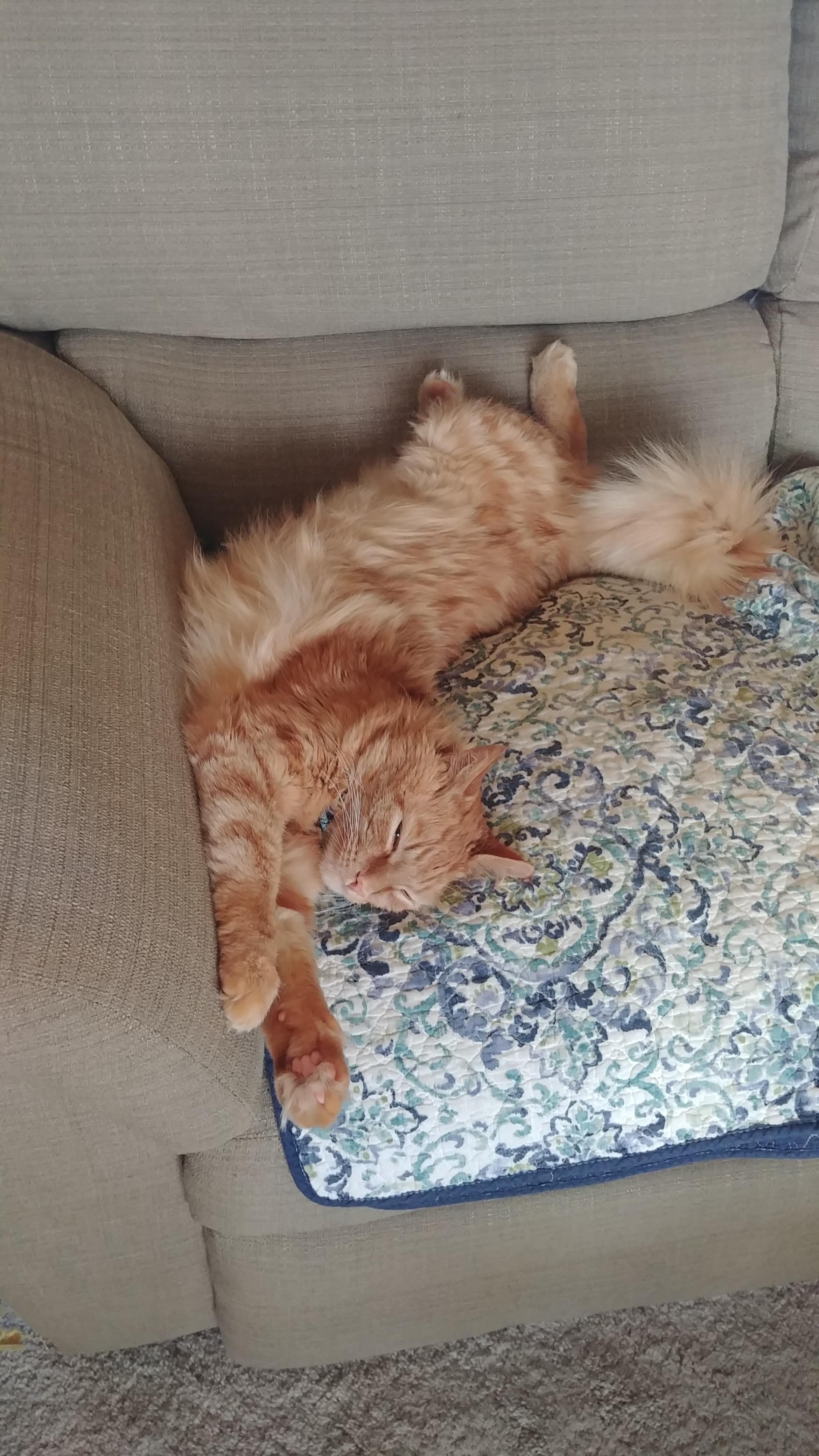 Woke up from a nap to find my Pip taking a little snooze too | Scrolller