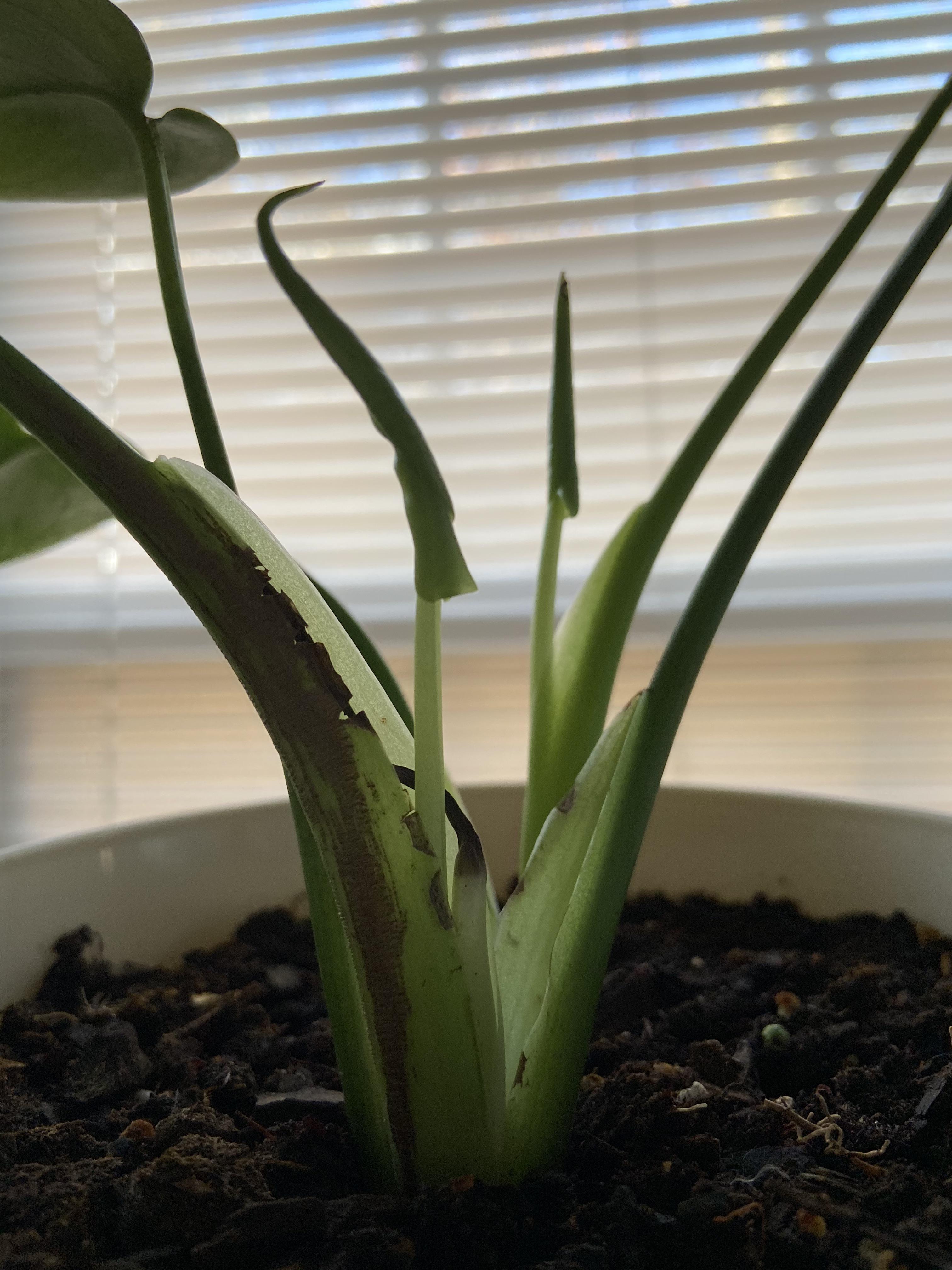 woke up to two new leaves (: | Scrolller