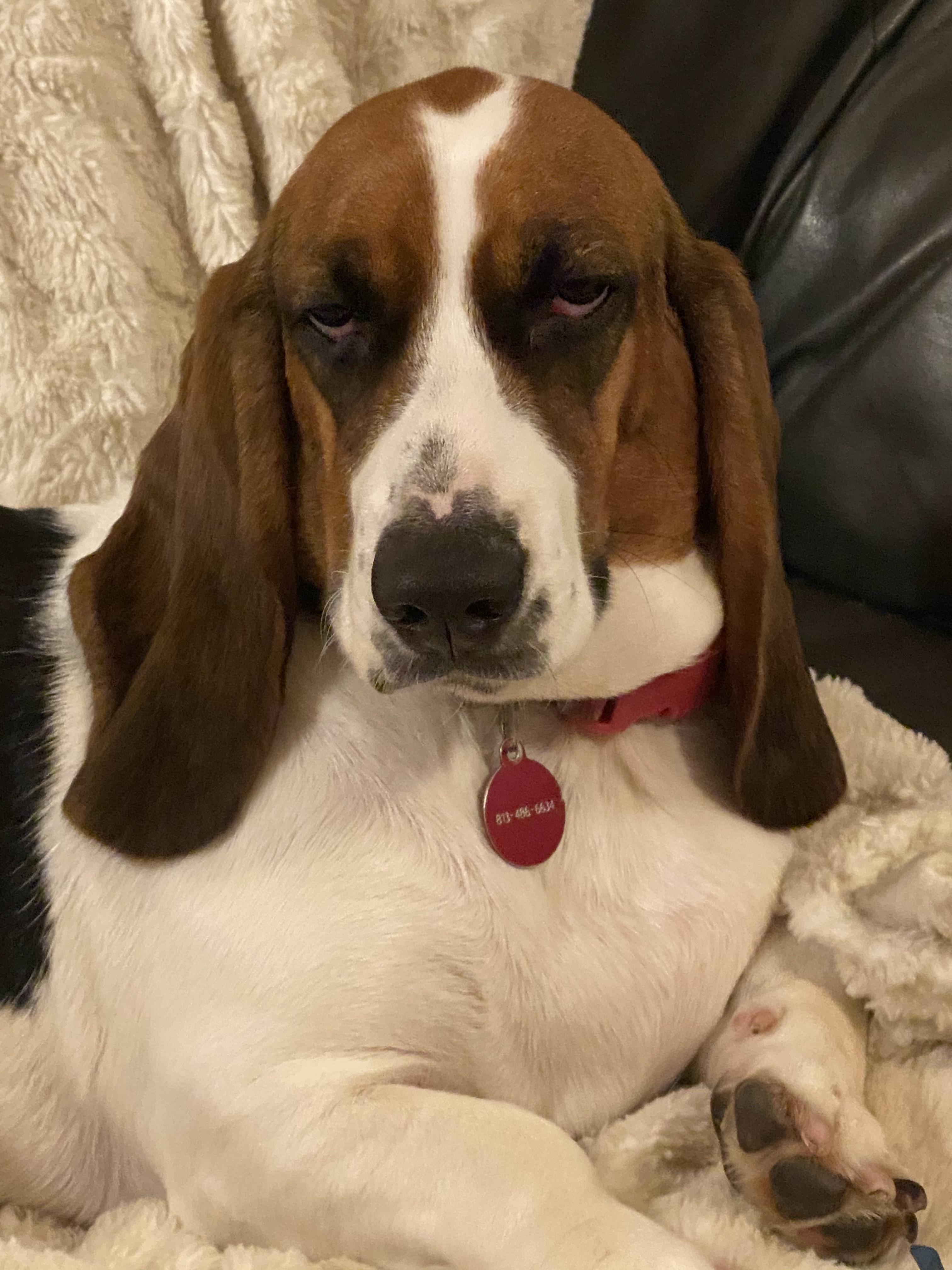 Woken from her slumber and she is not amused. | Scrolller