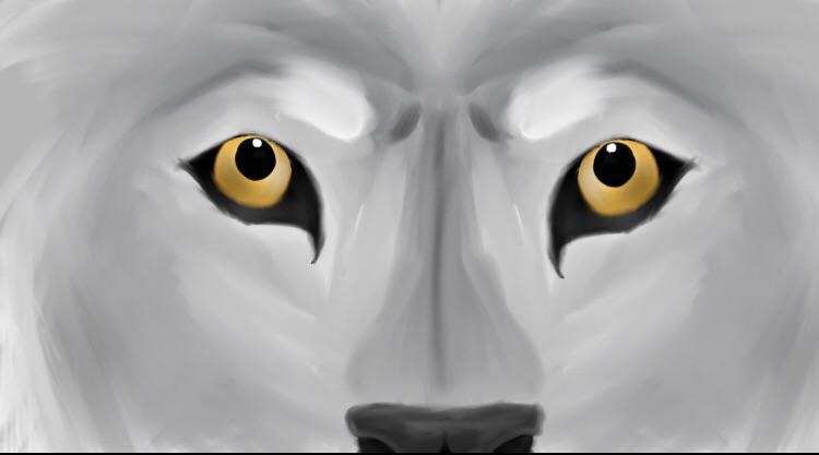 Wolf Scrolller 4173