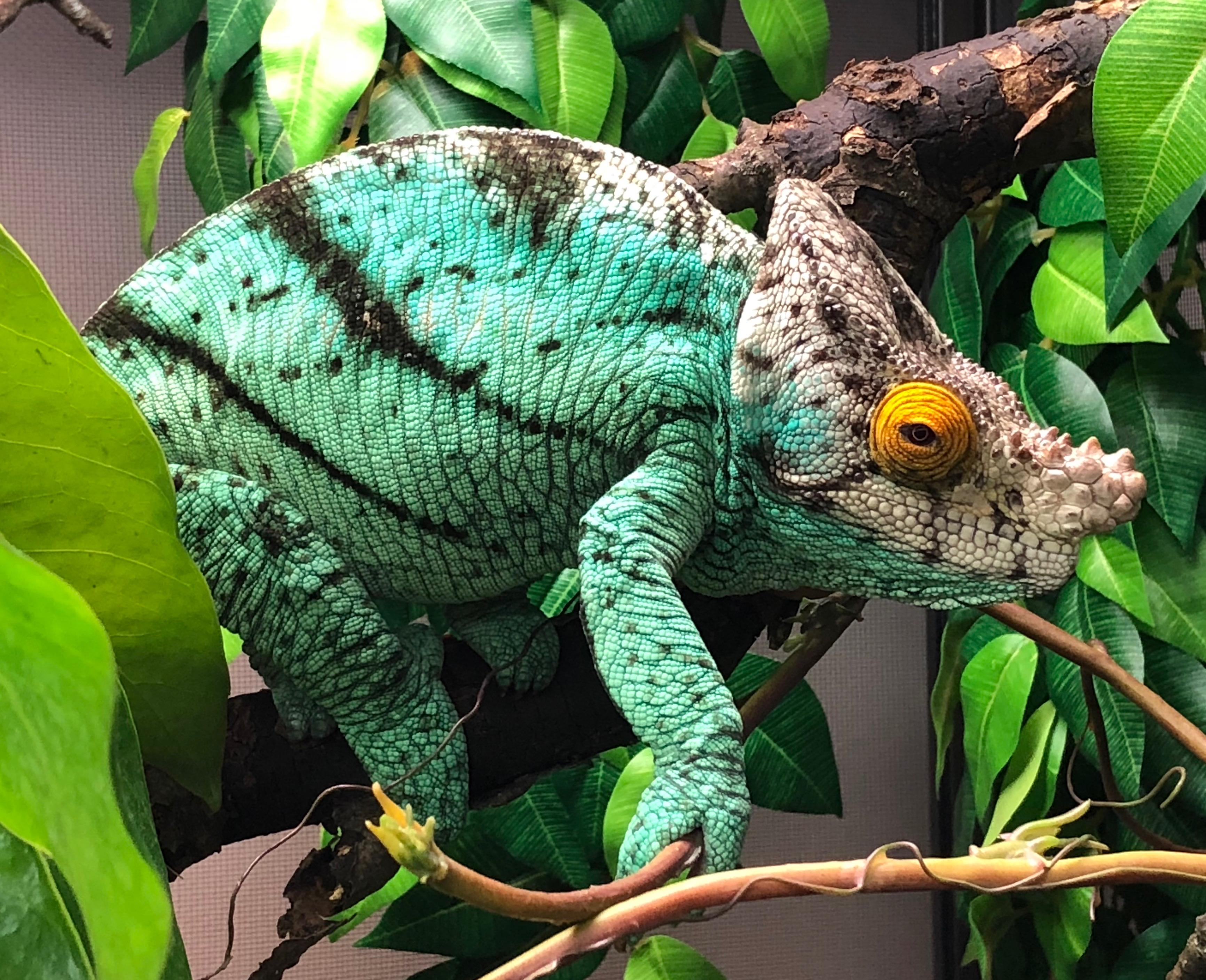 WOLF // Male Orange Eye Parson's chameleon | Scrolller