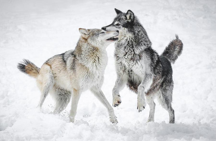 Wolves playing | Scrolller