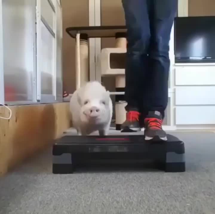 Workout buddies | Scrolller