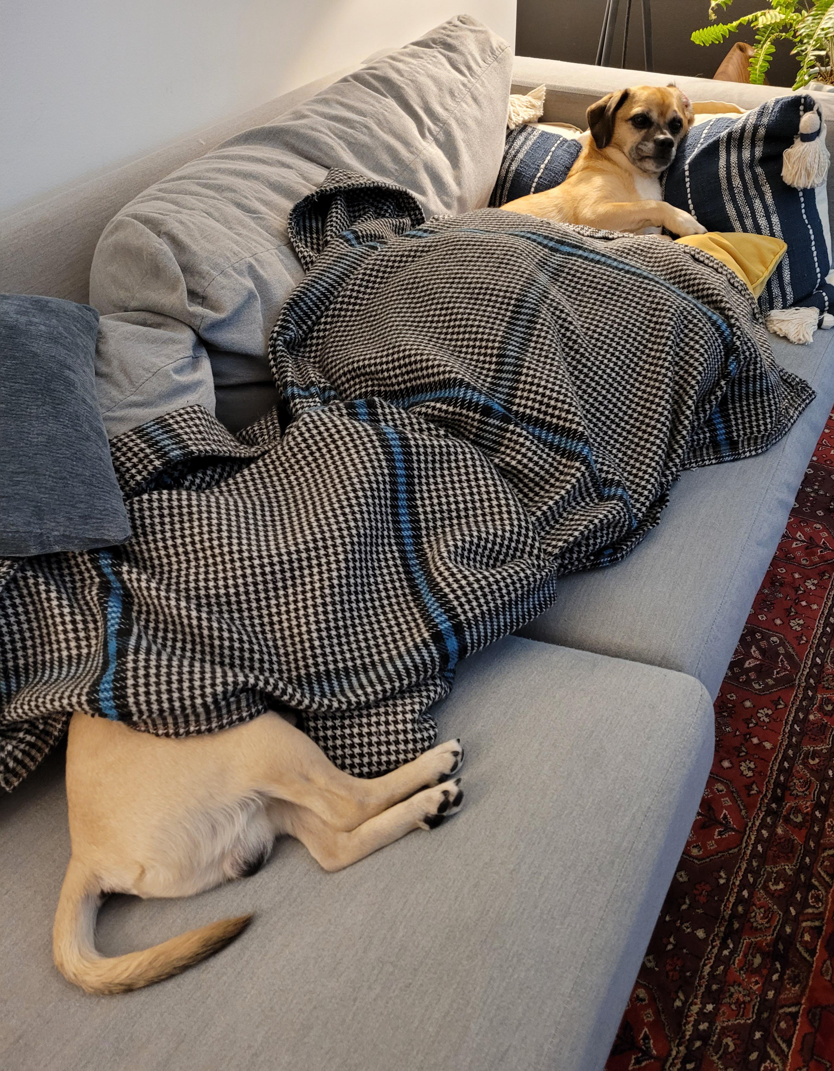 World's Longest Boye? | Scrolller