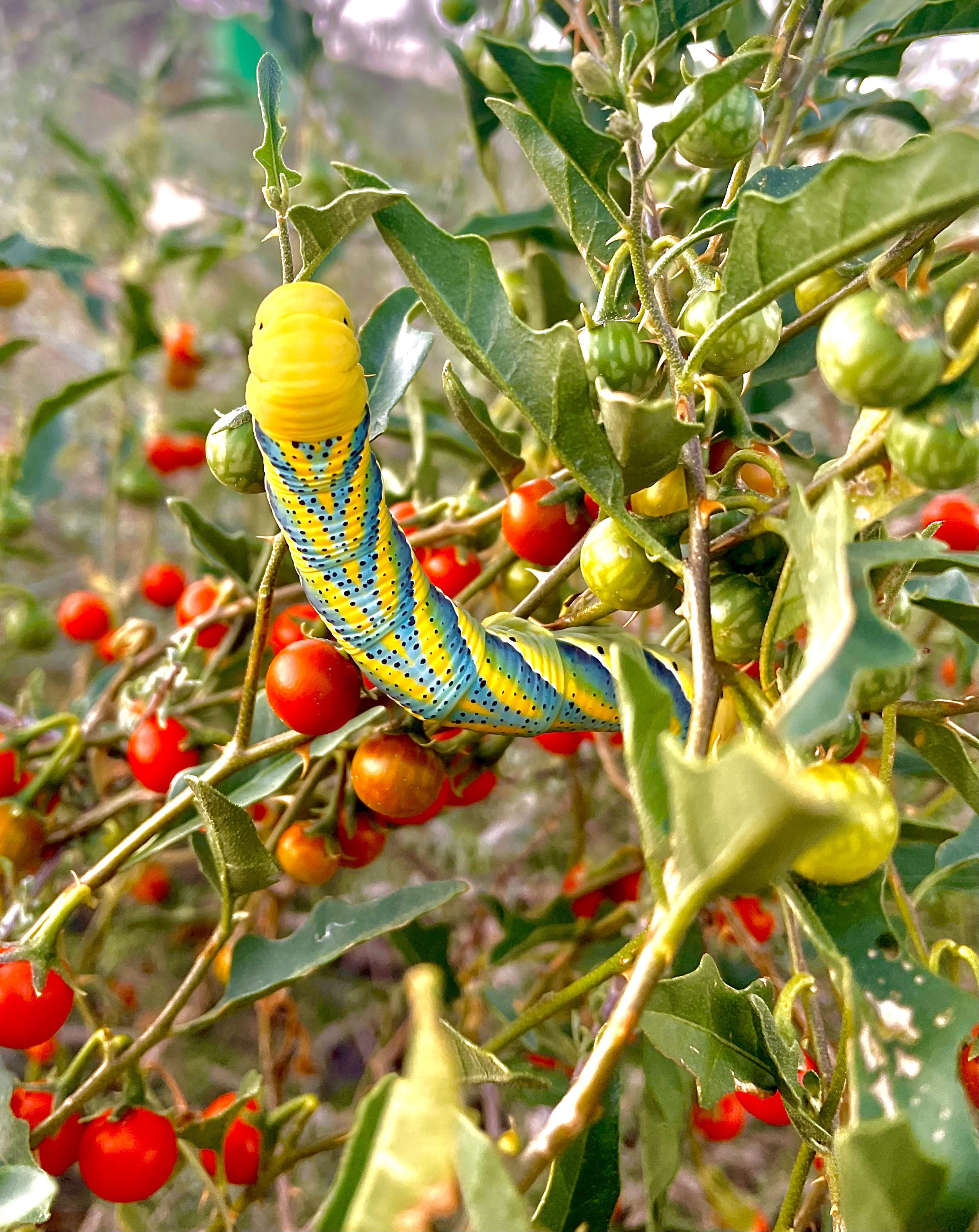 Worm... awesome colours. Portrait mode ! | Scrolller