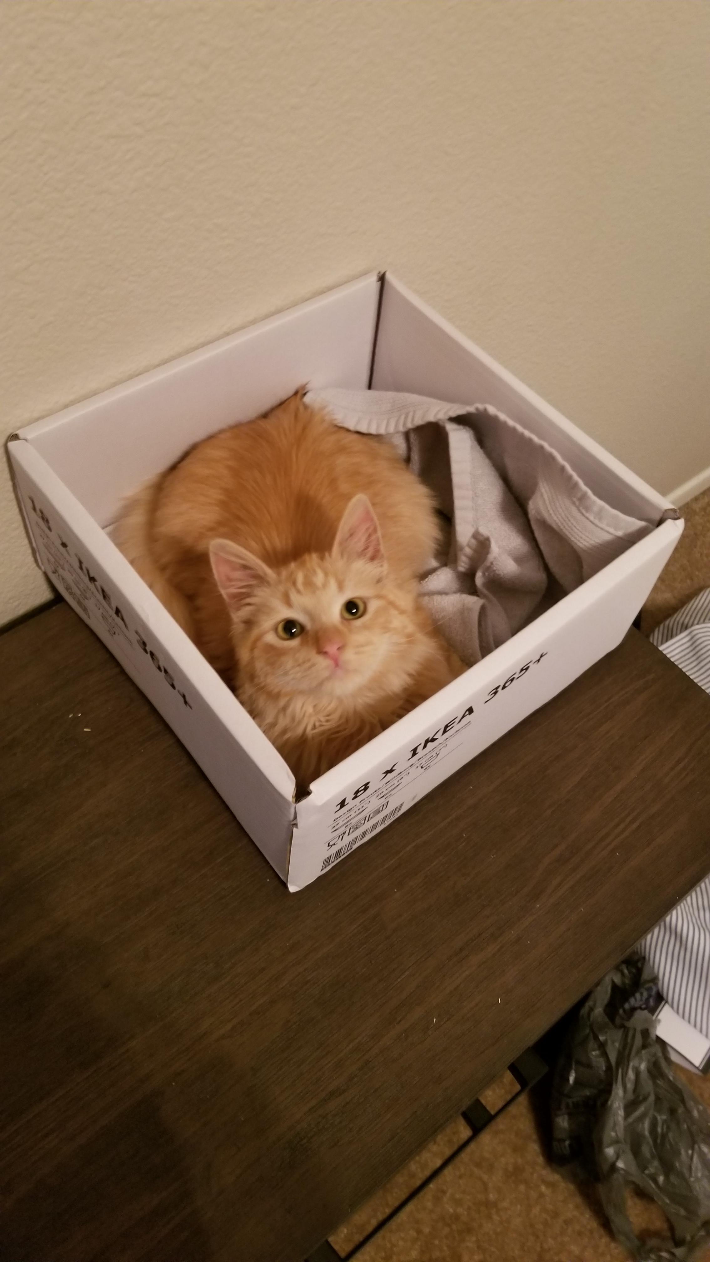 Wow Ikea really does have everything! Meet Mimi! | Scrolller