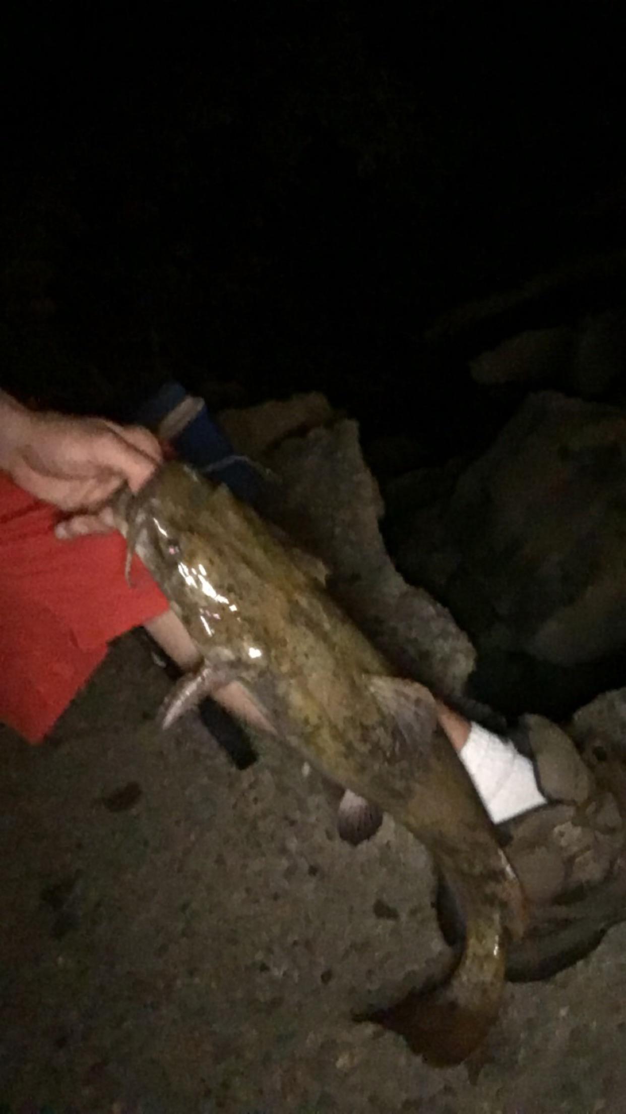 [WV] Nice solid flathead catfish on cutbait. | Scrolller