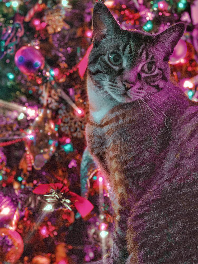 X-mas glamour shot | Scrolller