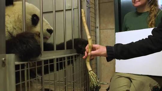 Yang Yang's master stroke | Scrolller