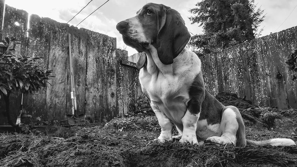 Yard Work with Moo | Scrolller