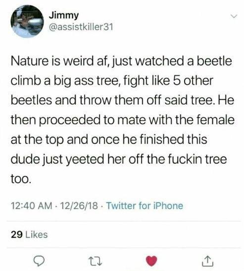 Mad Beetle | Scrolller