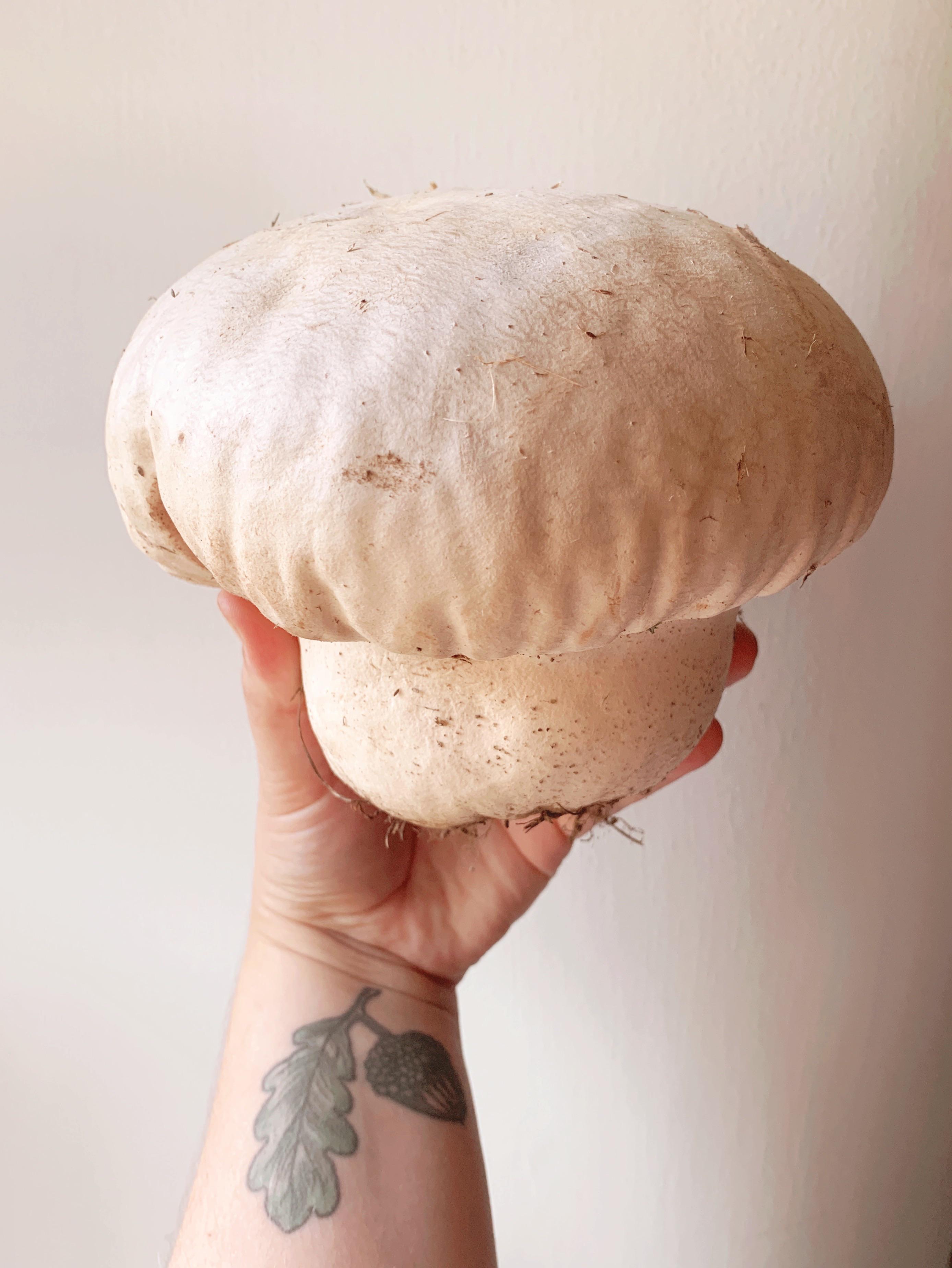 yesterday’s enormous puffball! | Scrolller