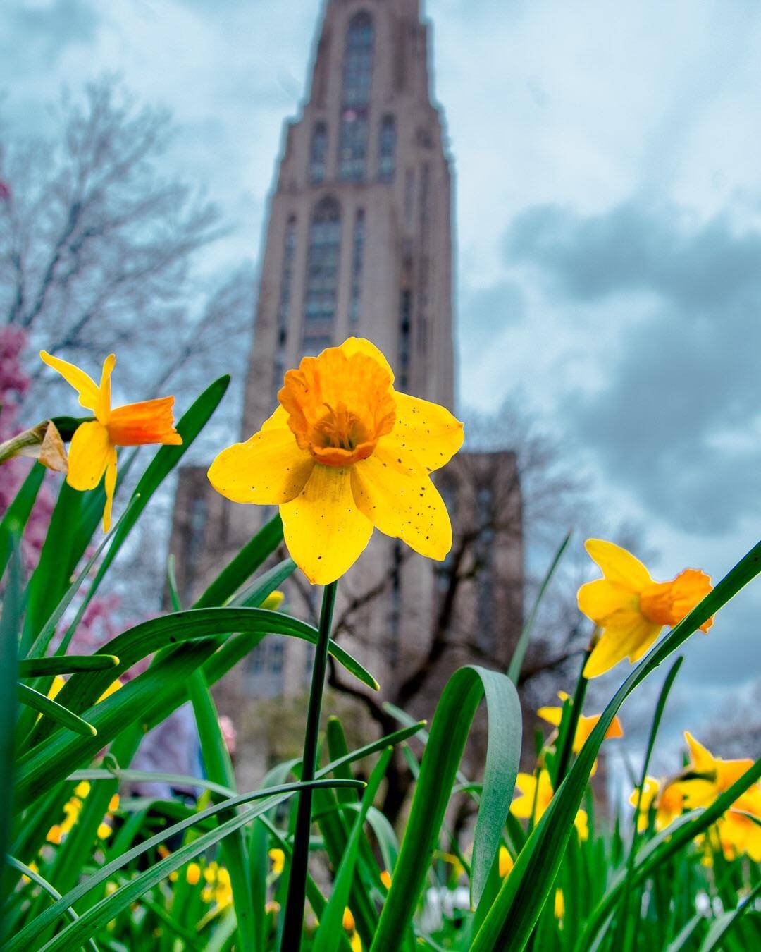 Yesterday’s gloomy sky really helped make the fresh flowers pop | Scrolller