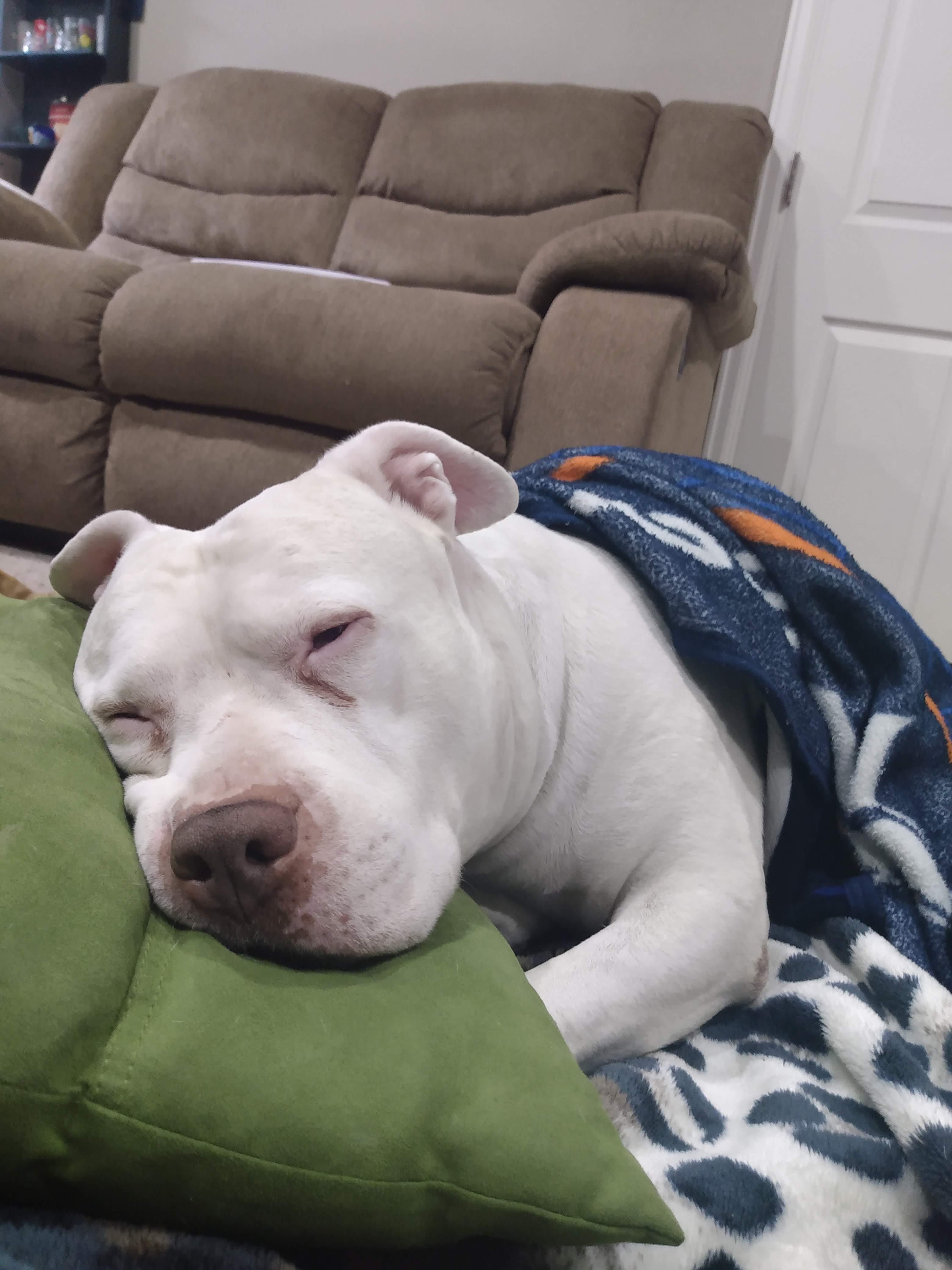 Yet another picture of Fushi when he's sleepy | Scrolller