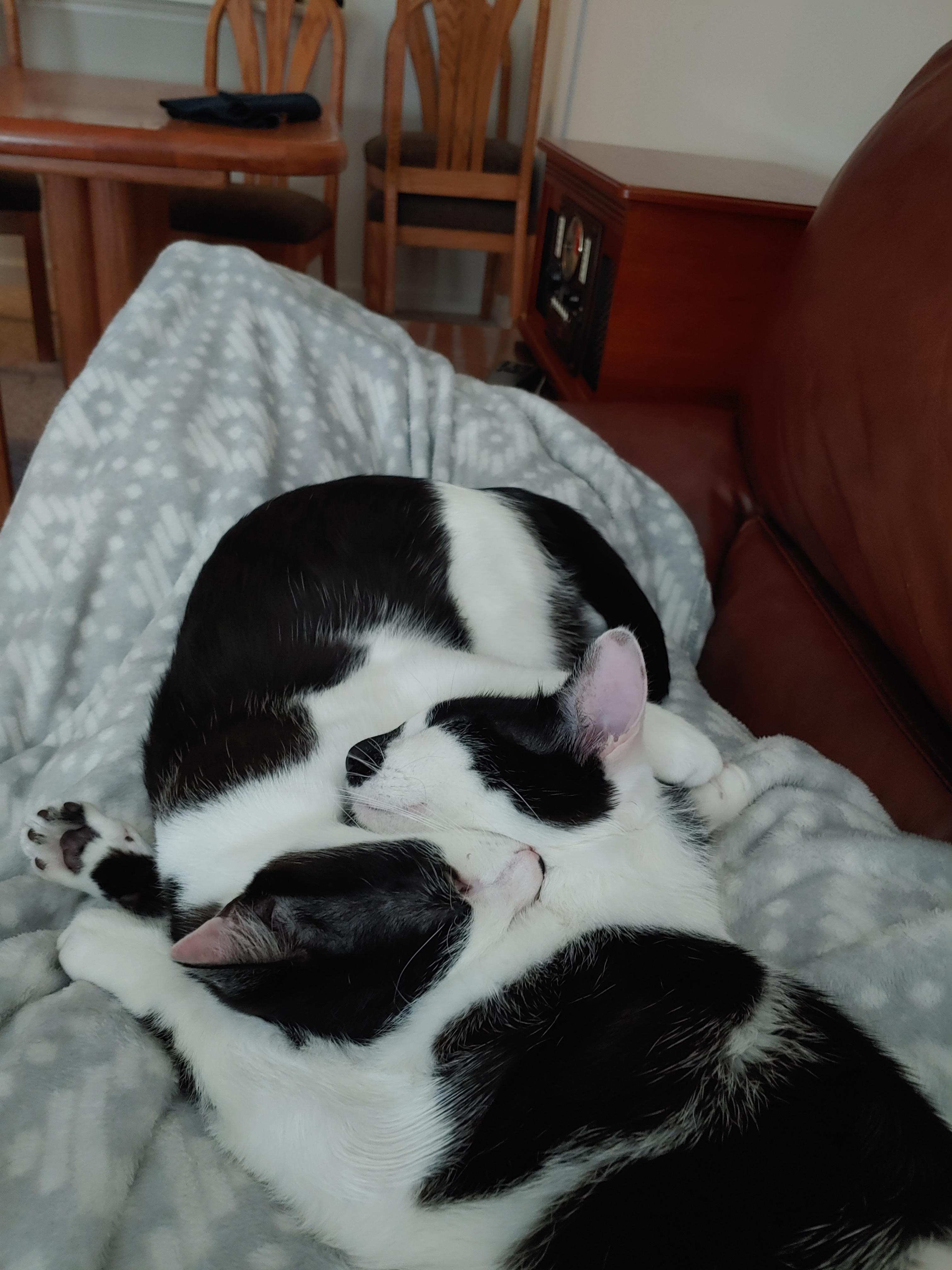 Yin Yang Cuddle Puddle | Scrolller