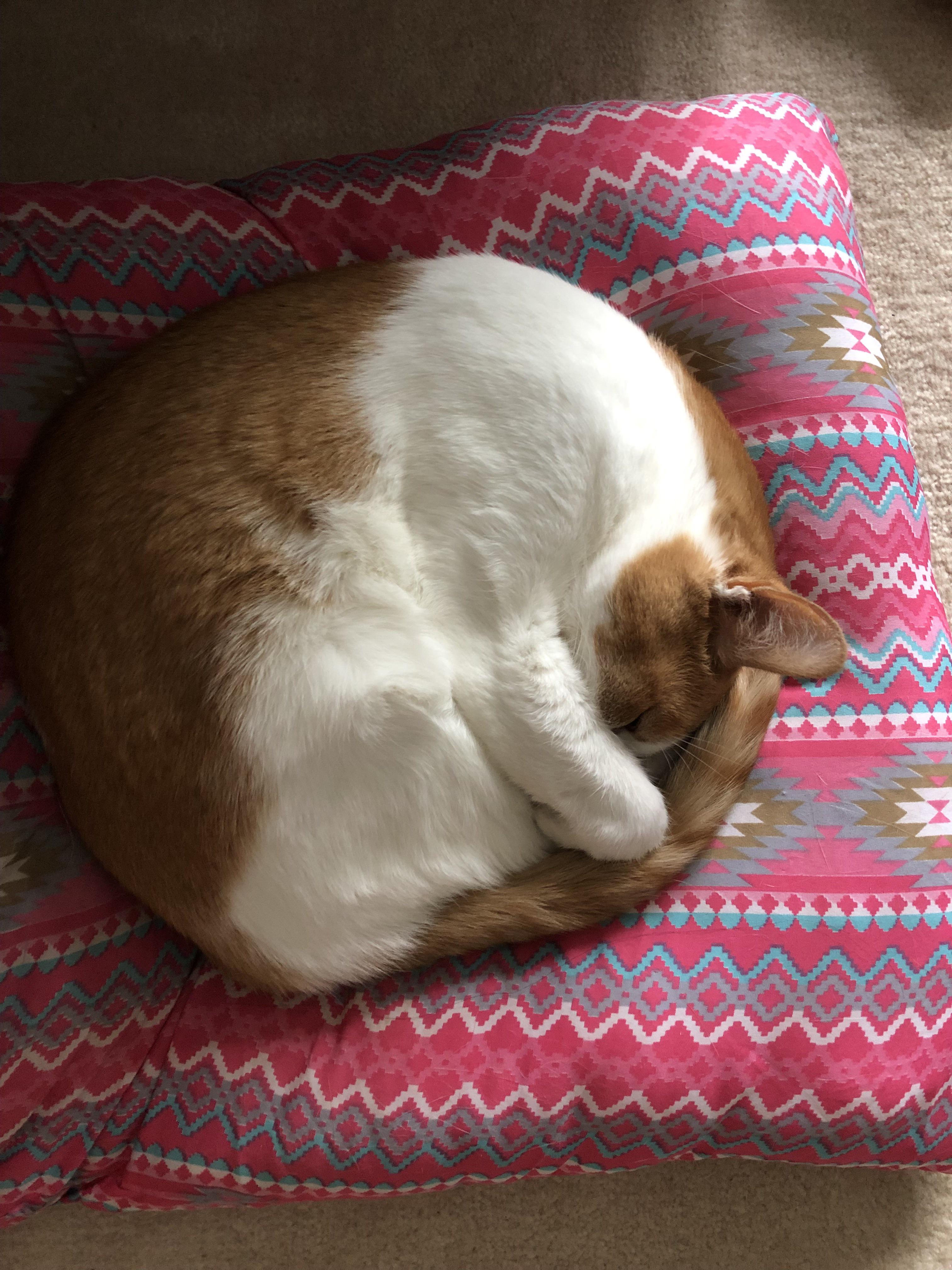 Ying and Yang | Scrolller