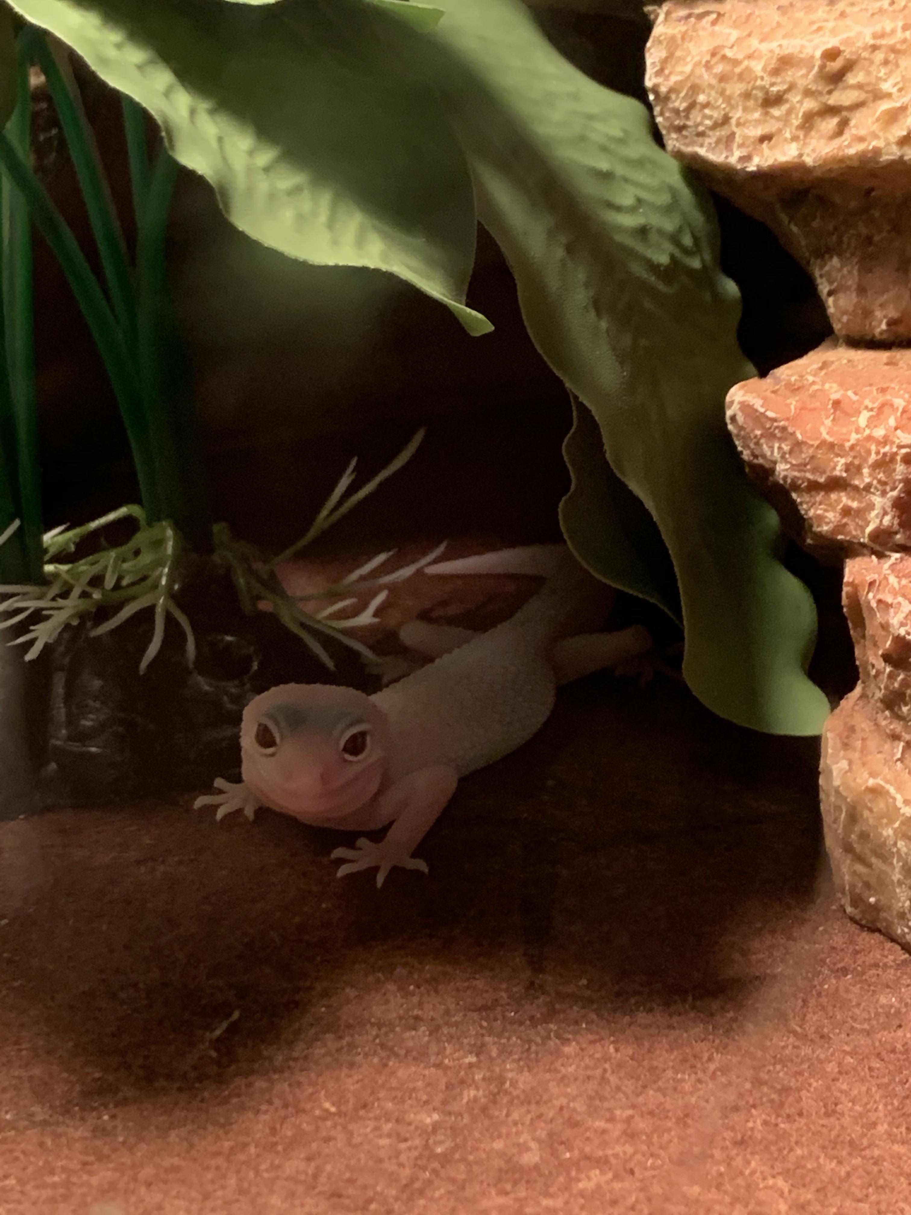 yoko is a happy gecko (he’s getting cage upgrades) | Scrolller