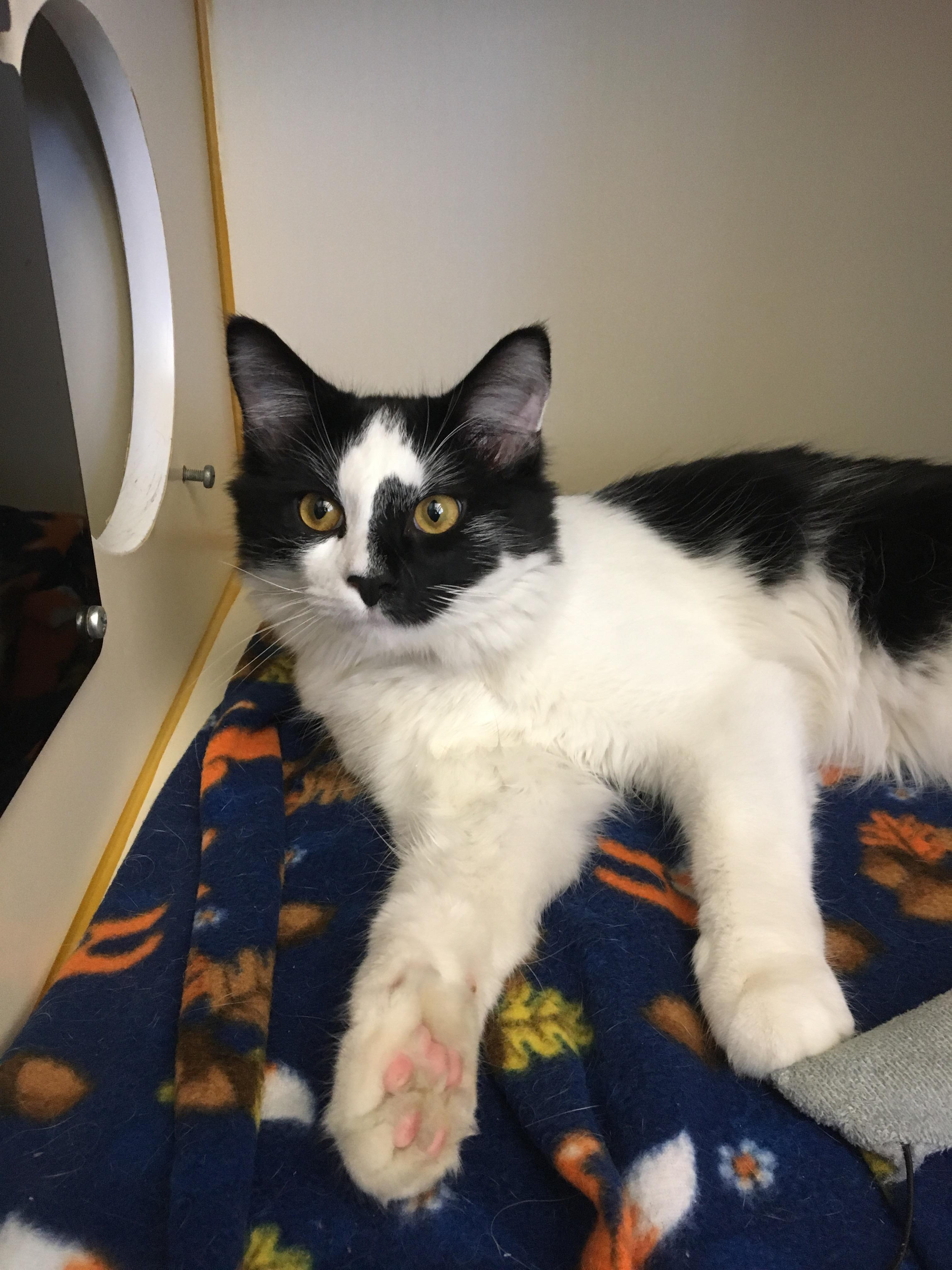 “You mean if I shows off my little toe beans I’ll get adopted?” | Scrolller