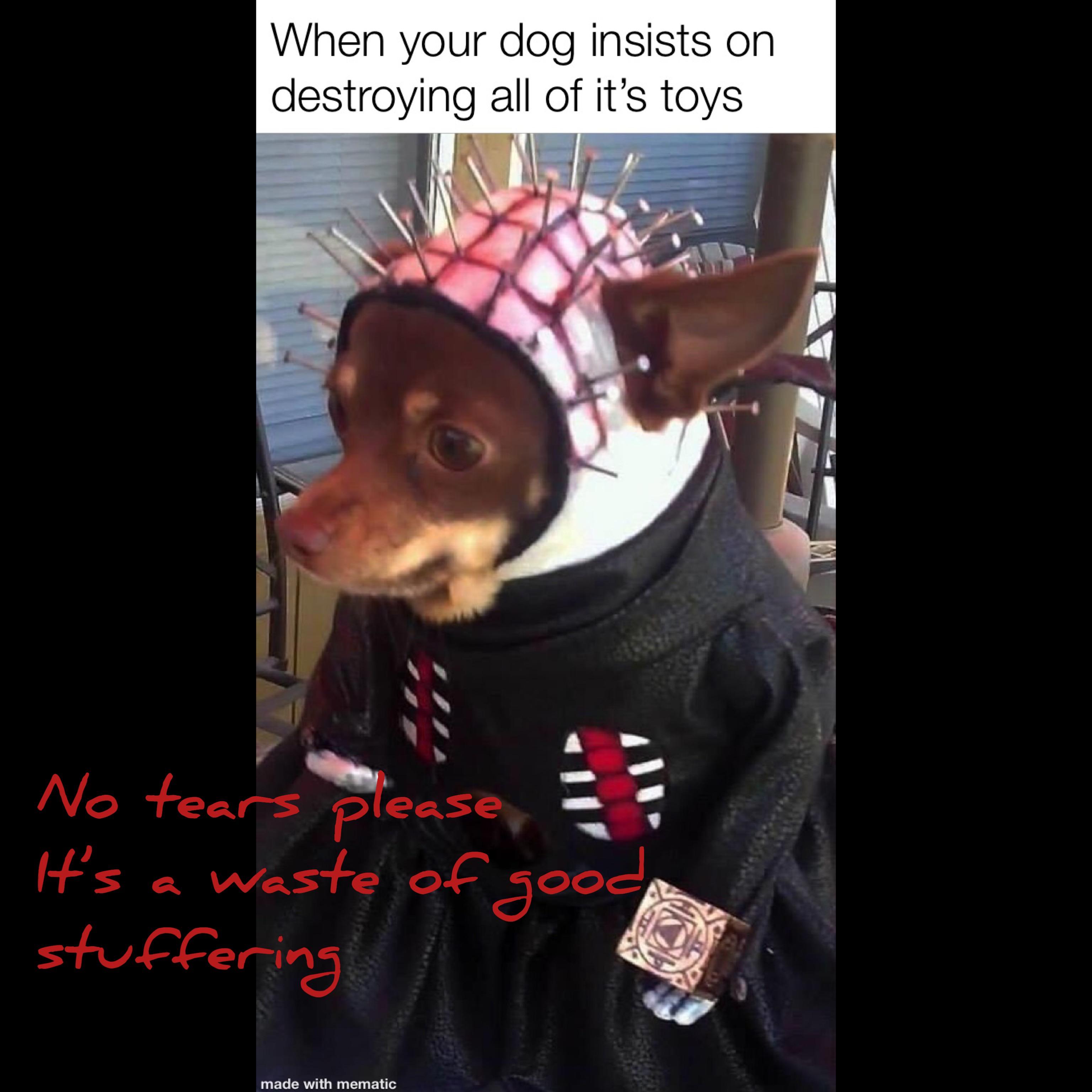 You opened the Chewy box...we came | Scrolller